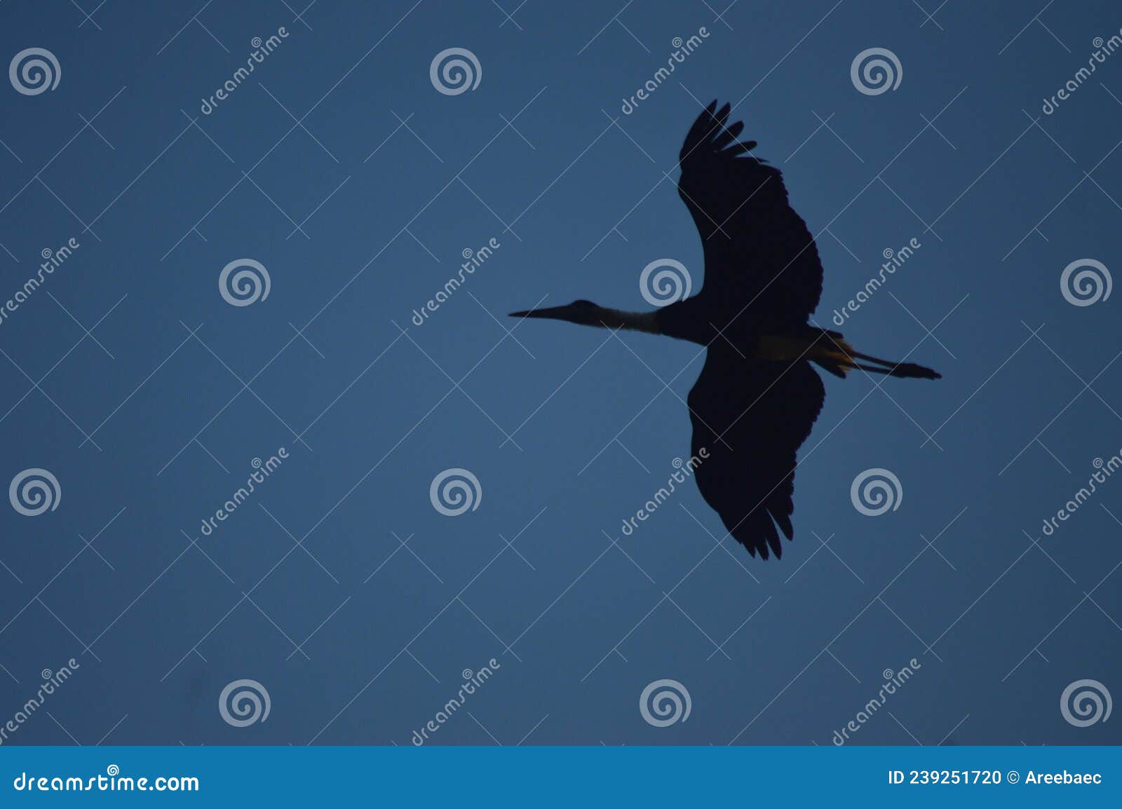 Bird on Flight in the Dark Sky Shadow Stock Photo - Image of bird, dark ...
