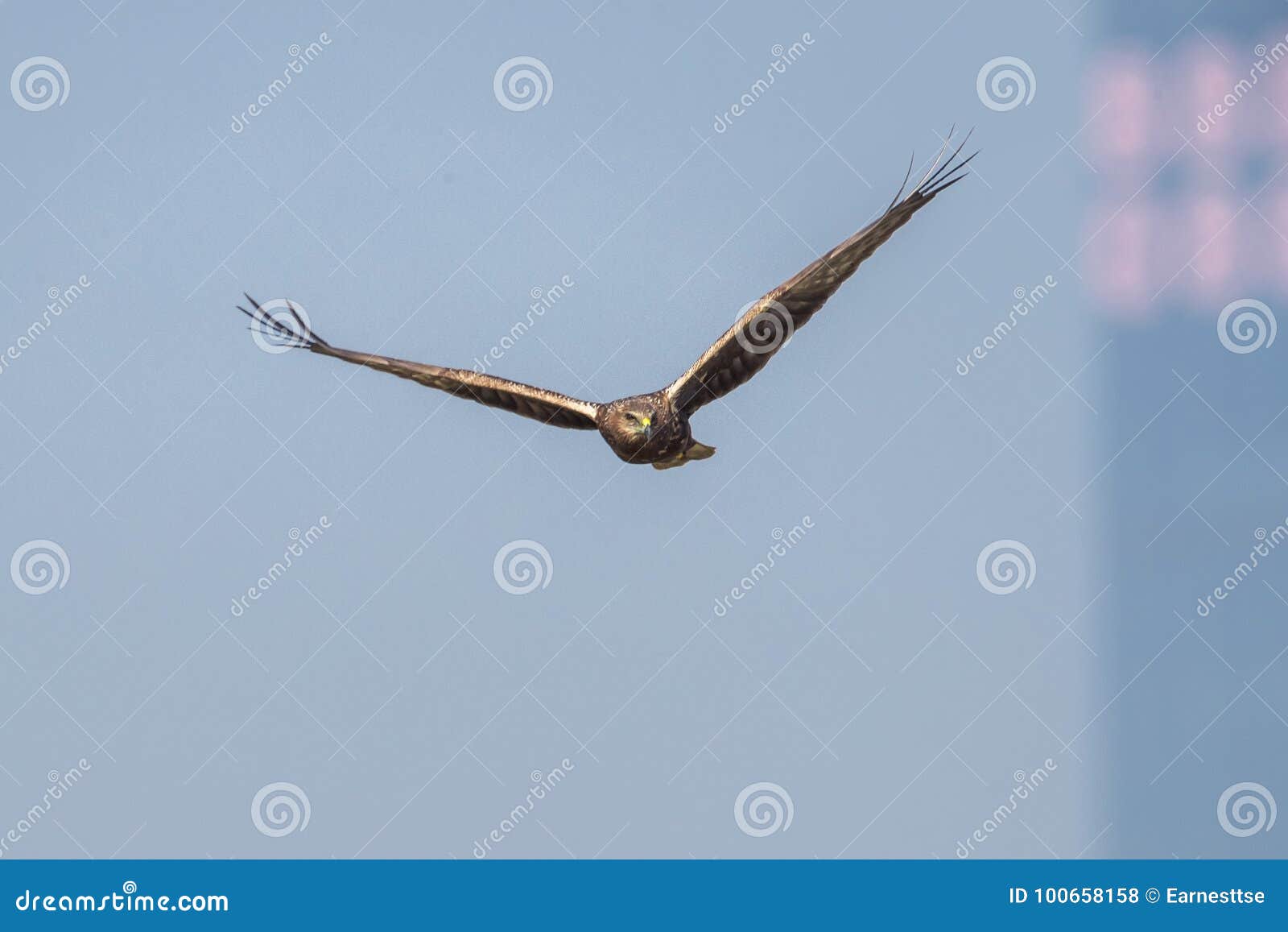 Bird in Flight - Eastern Marsh Harrier Stock Photo - Image of marsh ...