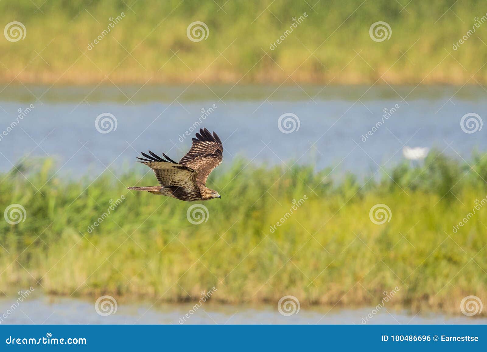 Bird in Flight - Eastern Marsh Harrier Circus Spilonotus Stock Photo ...