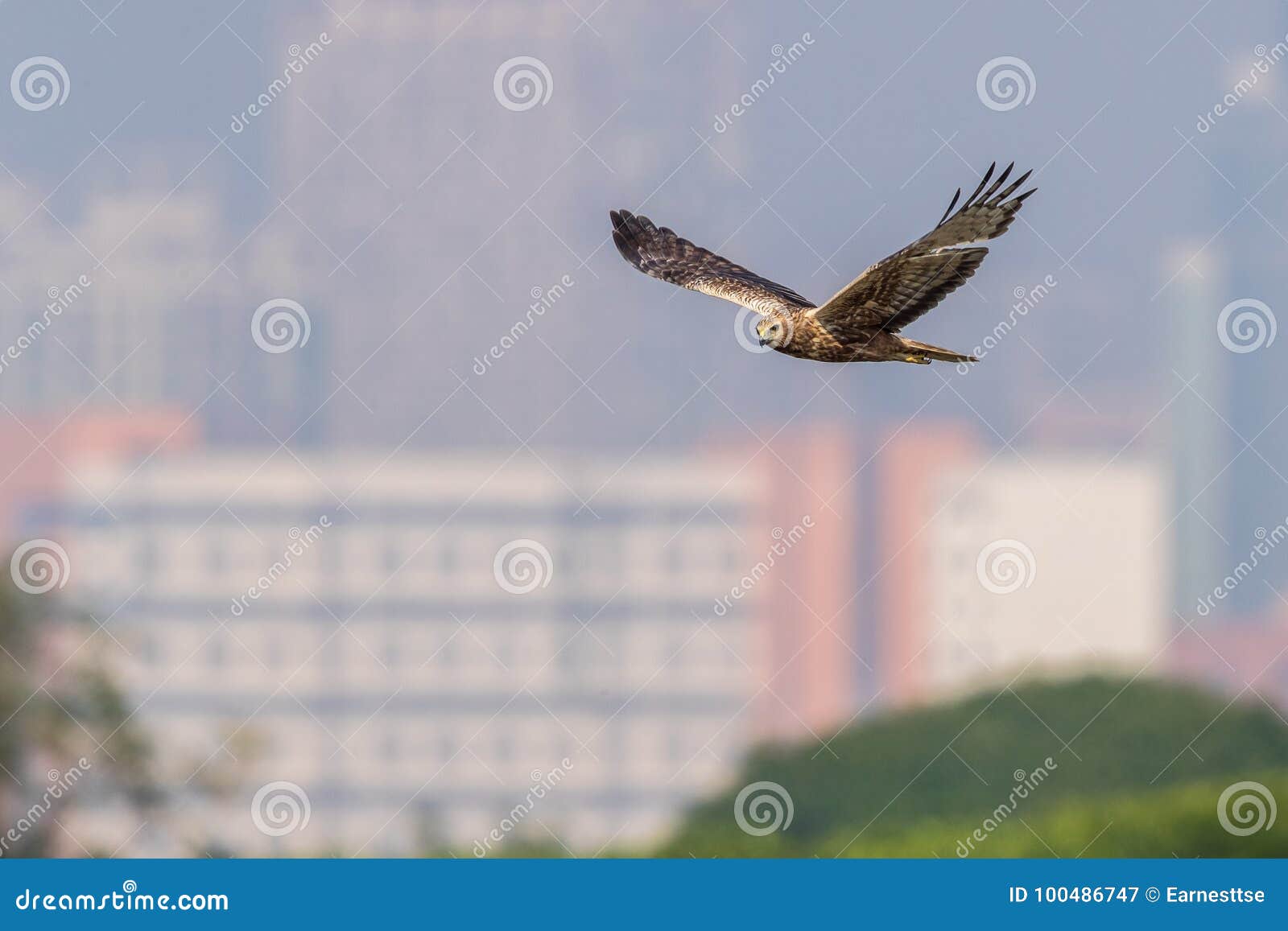 Bird in Flight - Eastern Marsh Harrier Circus Spilonotus Stock Image ...