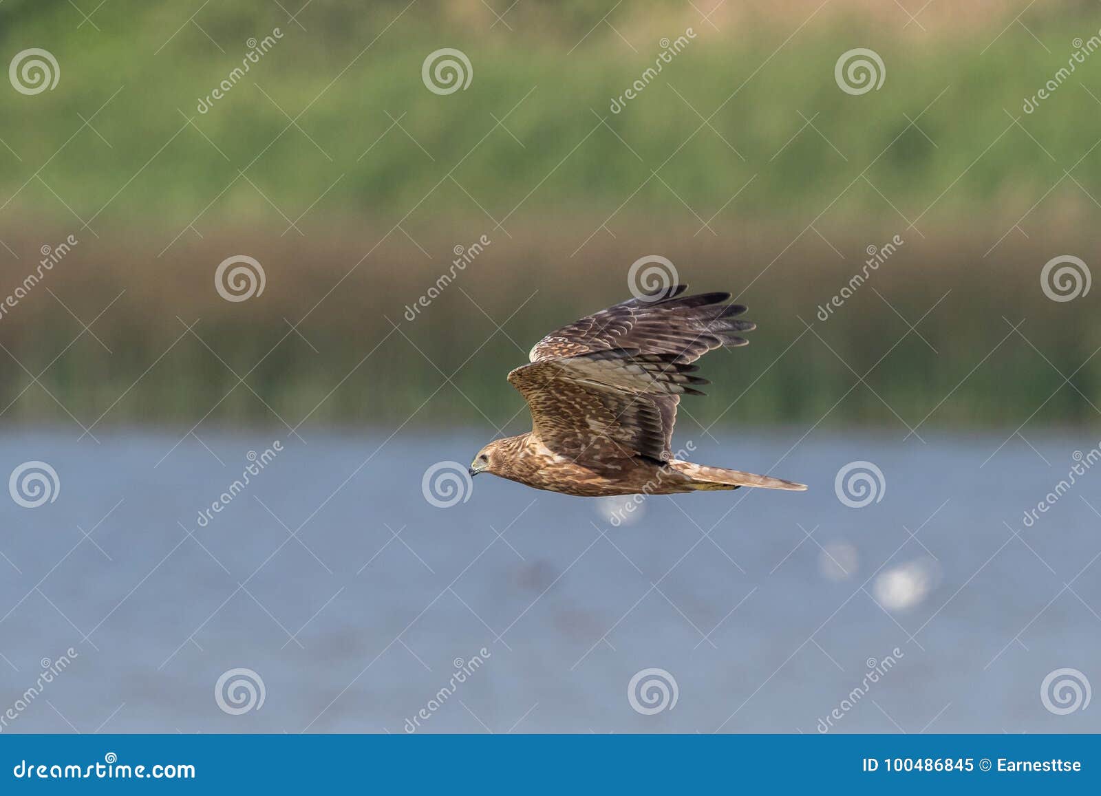 Bird in Flight - Eastern Marsh Harrier Circus Spilonotus Stock Image ...