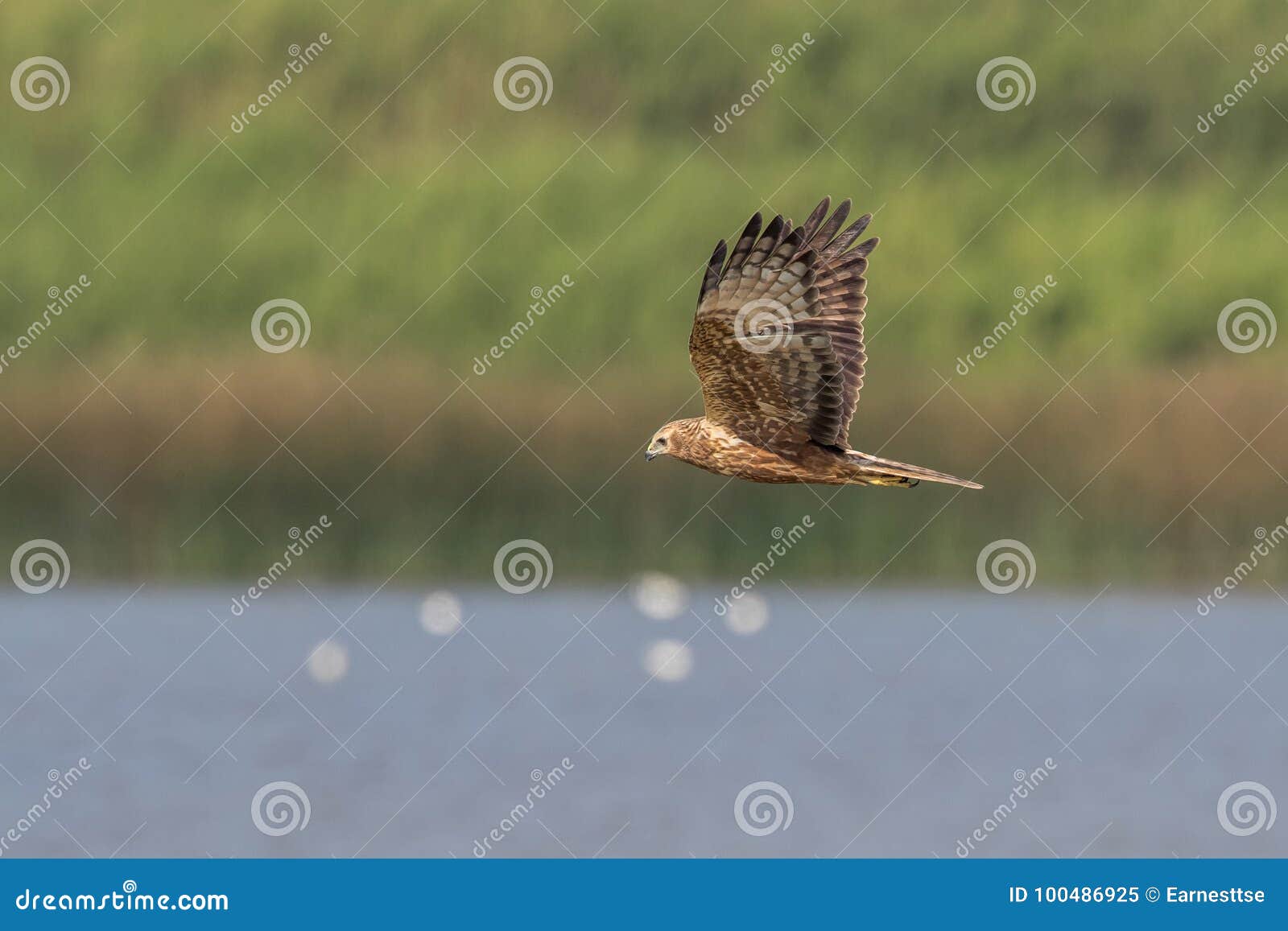Bird in Flight - Eastern Marsh Harrier Circus Spilonotus Stock Image ...