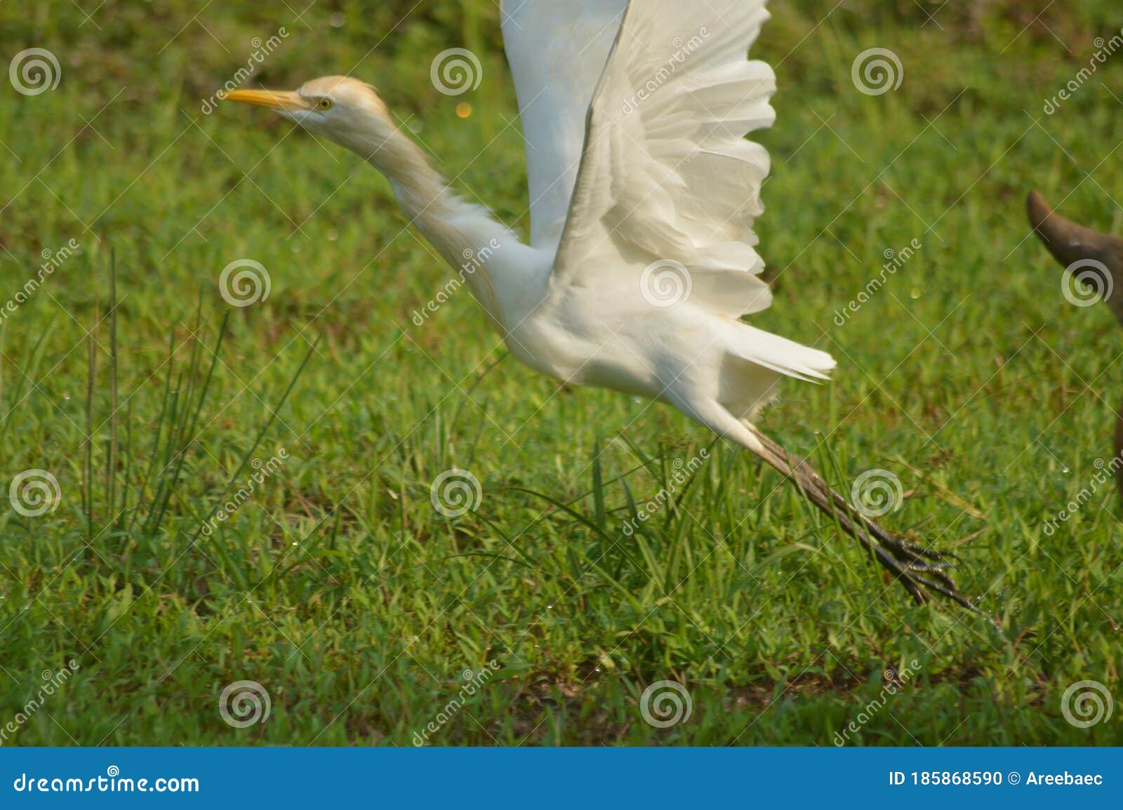 Bird on Flight from Grass Field Stock Photo - Image of bird, flight ...