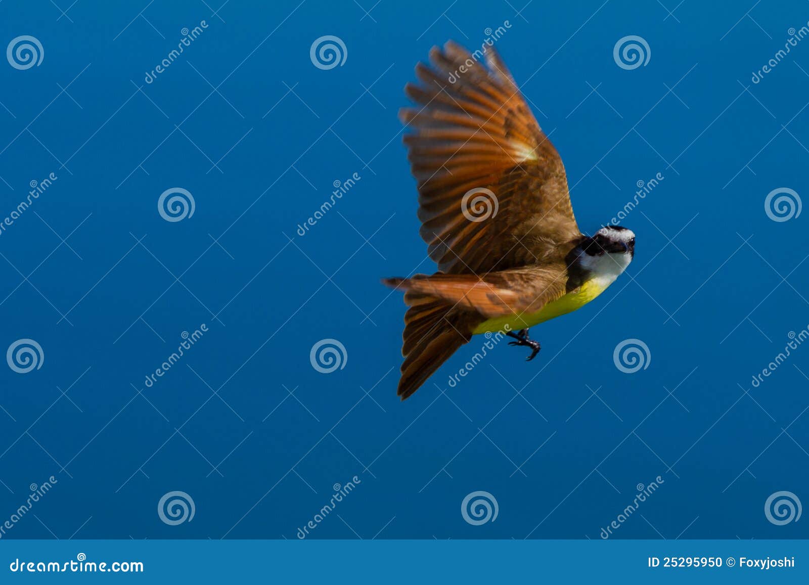 Bird in Flight, Great Kiskadee Stock Photo - Image of panama, yellow ...
