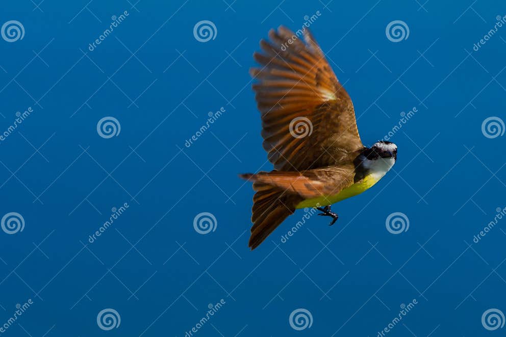 Bird in Flight, Great Kiskadee Stock Photo - Image of panama, yellow ...