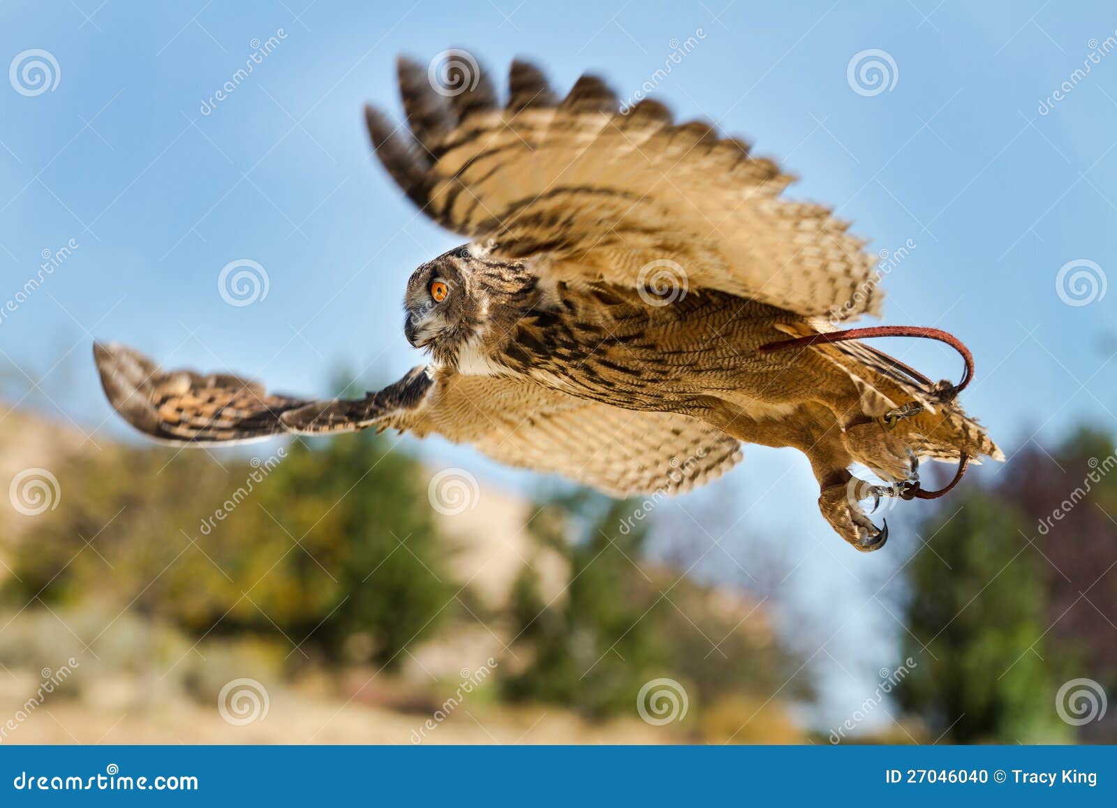 Bird in flight on the hunt stock photo. Image of natural - 27046040