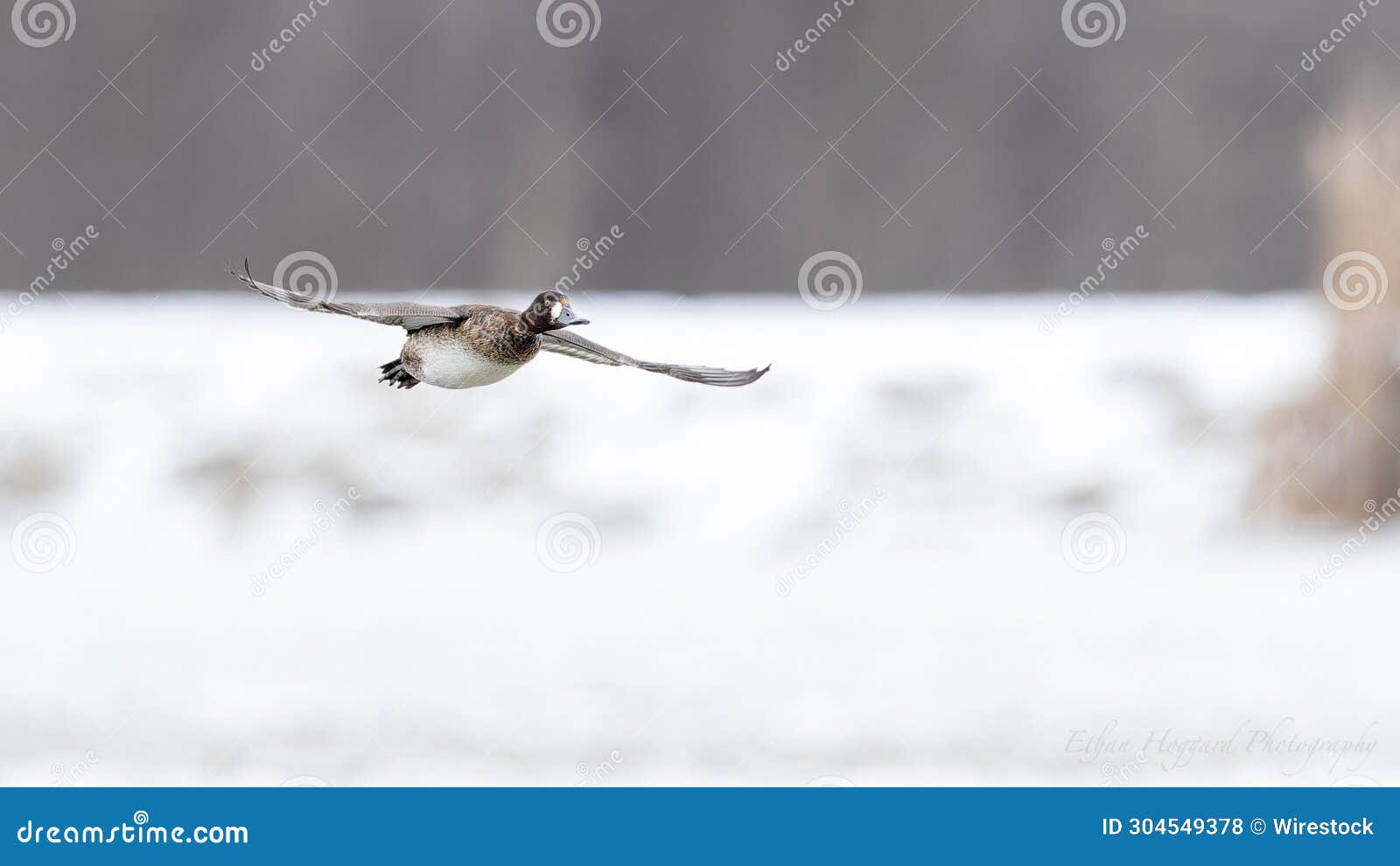 A Bird Flying Low To the Ground Near Some Tall Grass Stock Photo ...