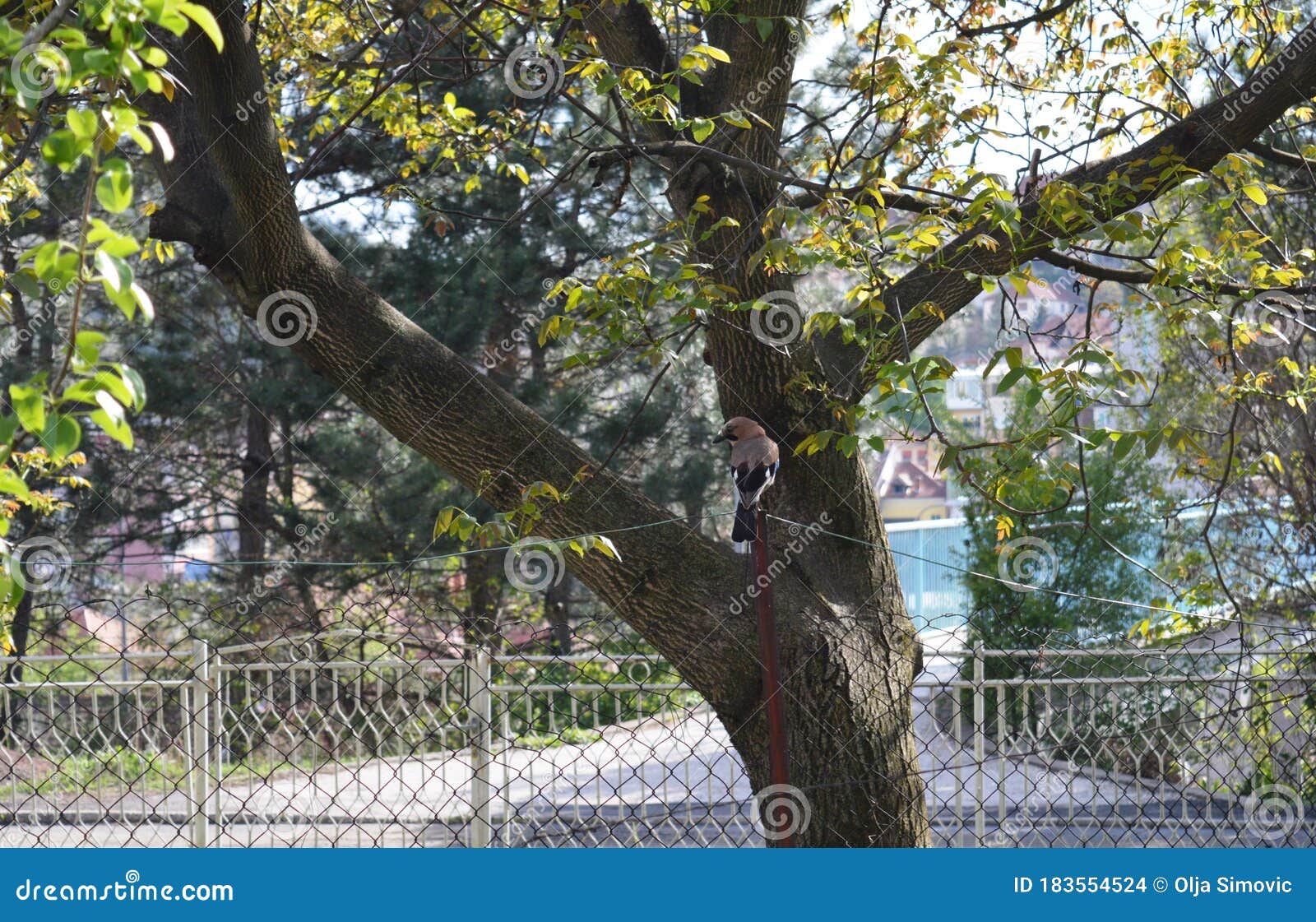Bird in Flight with Outstretched Wings Stock Photo - Image of flight ...