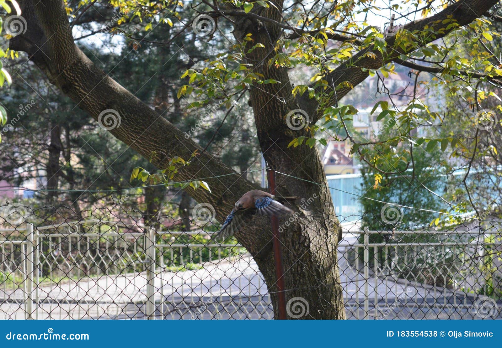 Bird in Flight with Outstretched Wings Stock Photo - Image of wings ...