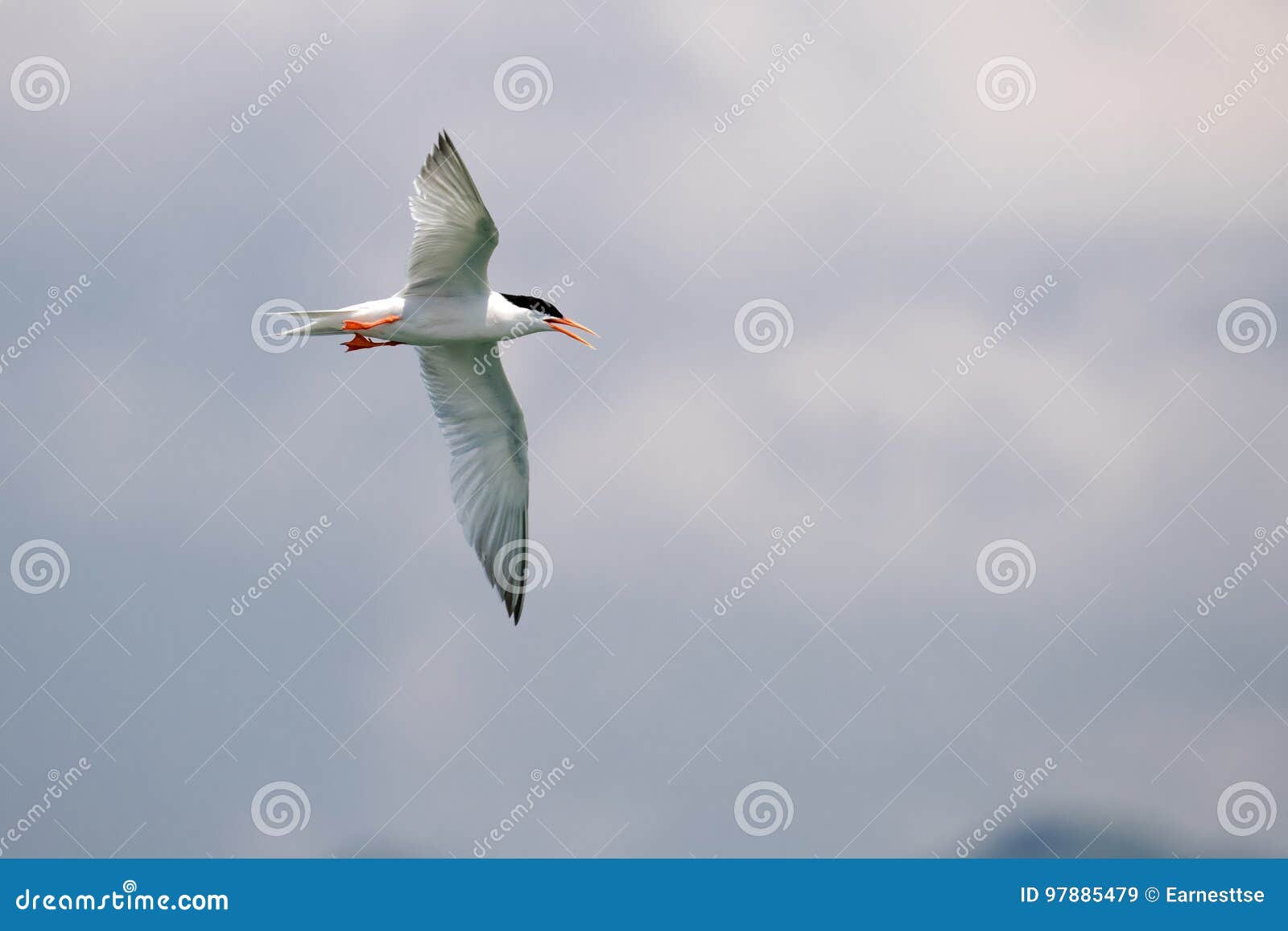 Bird in Flight - Roseate Tern Stock Image - Image of sterna, beauty ...