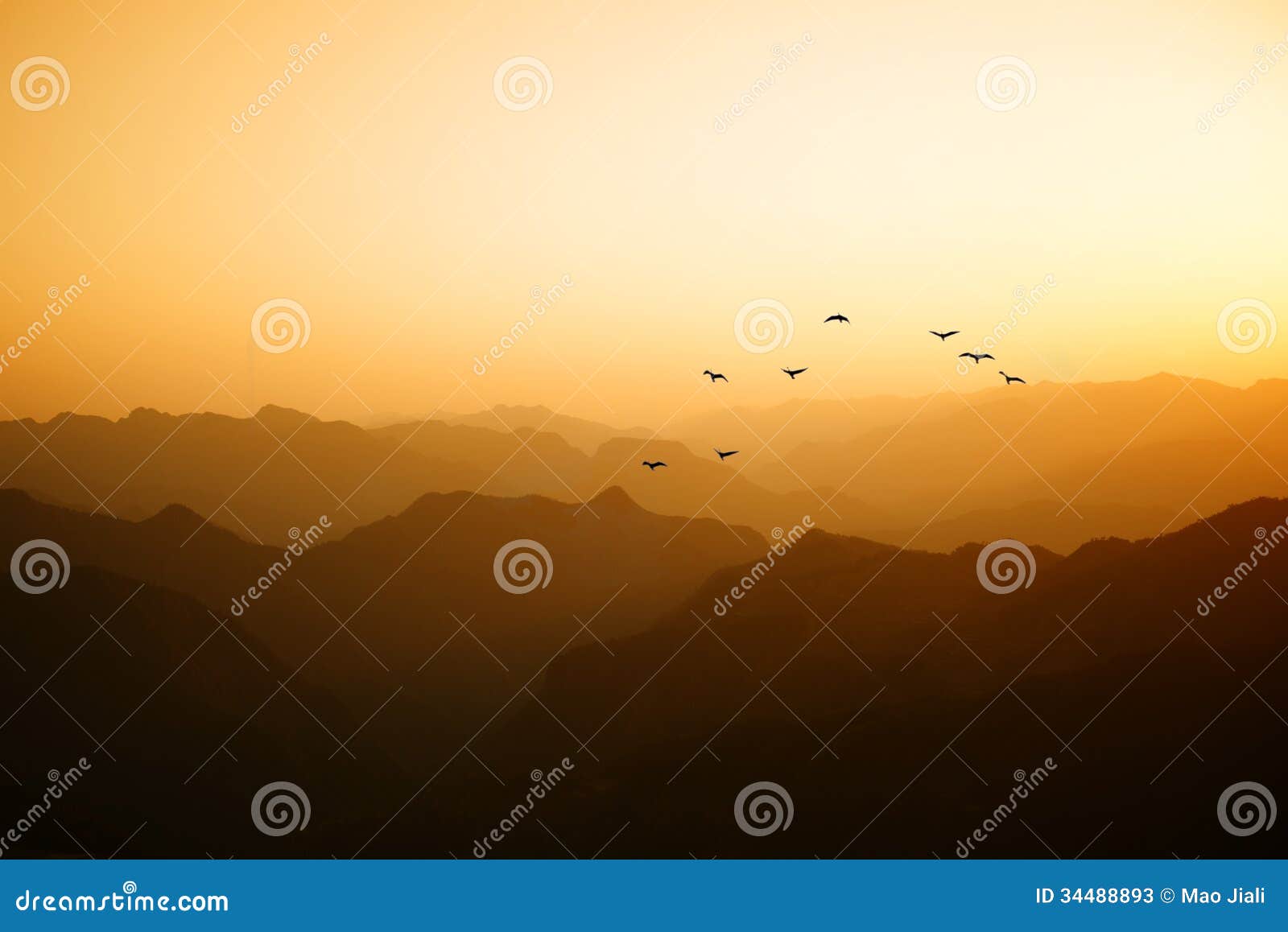 Bird in flight at sunset stock image. Image of wolds - 34488893