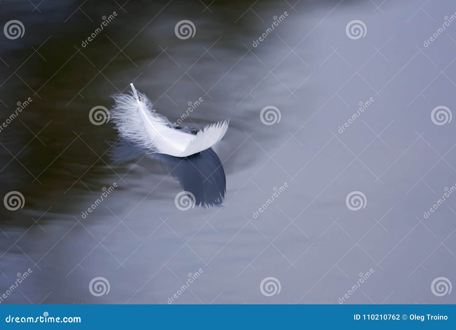 Bird Floats on the Water Surface Stock Photo - Image of animal, still ...