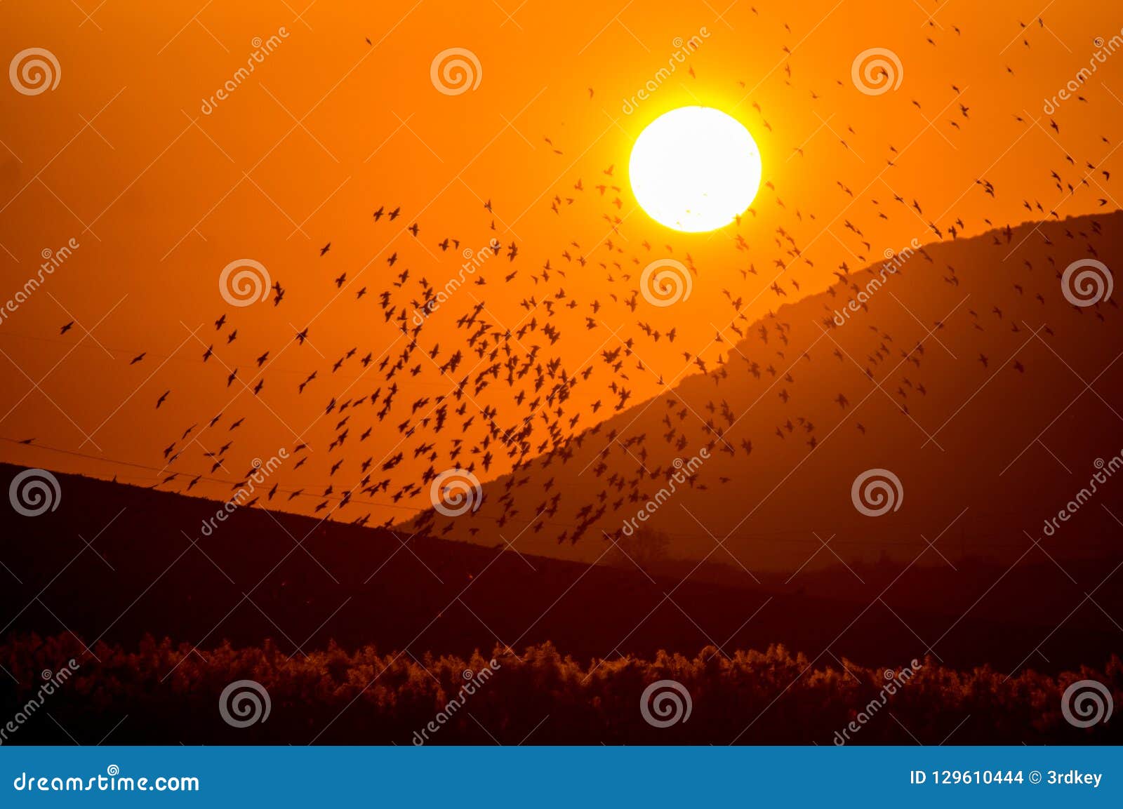 Bird Flock Covering the Sunset with Mountains Stock Photo - Image of ...
