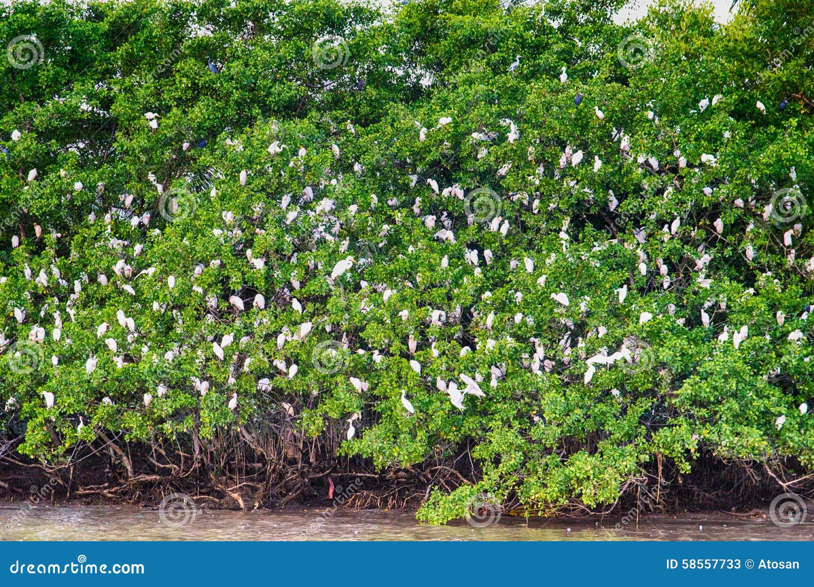 Bird Flock stock image. Image of wild, wildlife, great - 58557733
