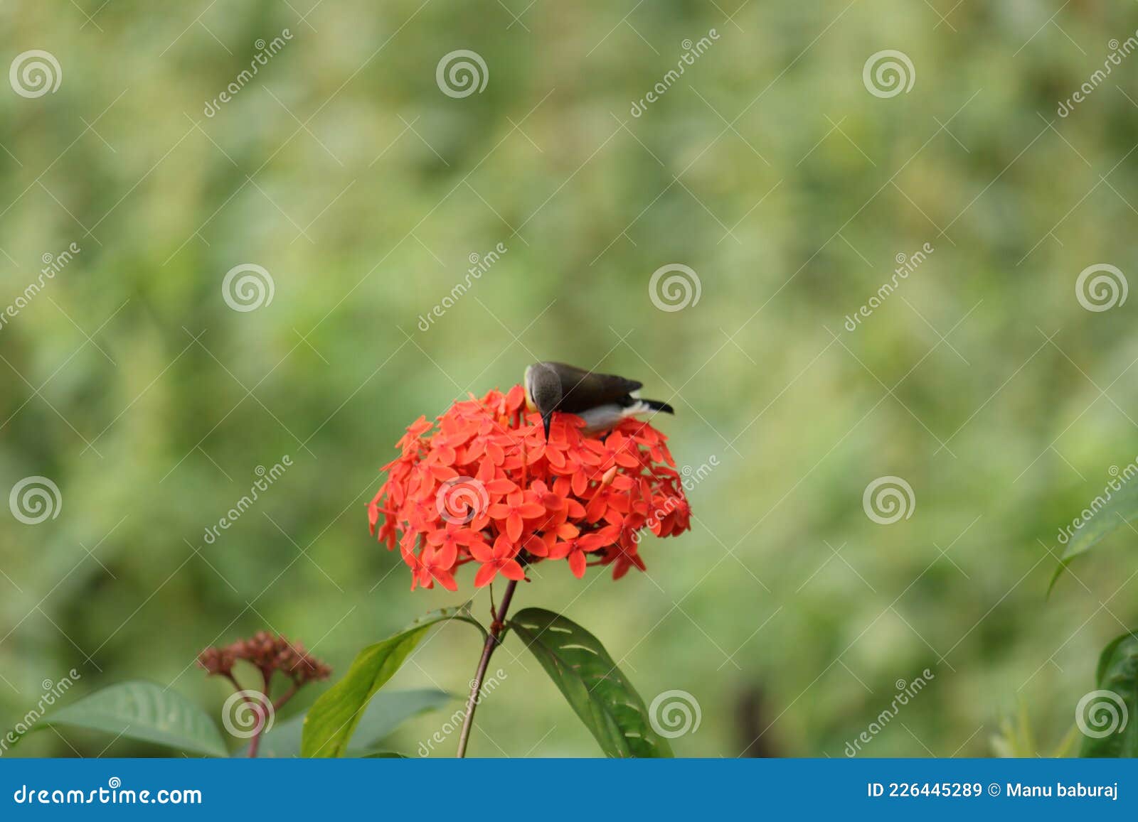 A bird on a flower. stock image. Image of wildflower - 226445289