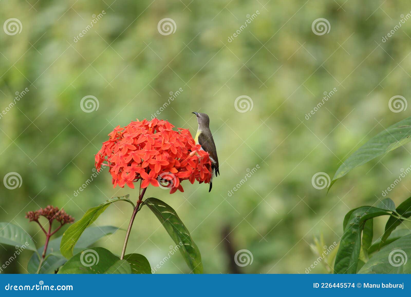 A bird on a flower. stock photo. Image of garden, herb - 226445574