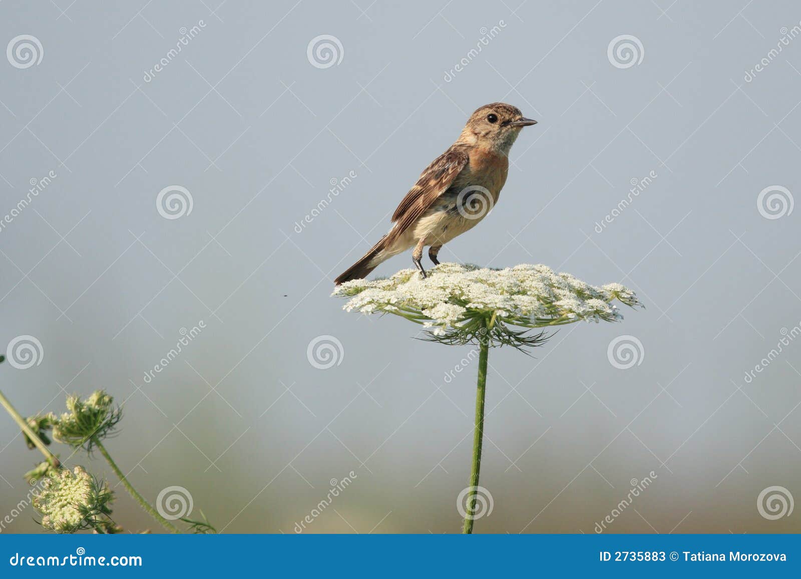A Bird on a flower stock image. Image of blossoms, bird - 2735883