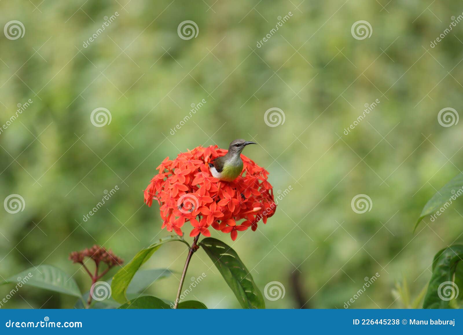 A bird on a flower. stock photo. Image of plant, shrub - 226445238