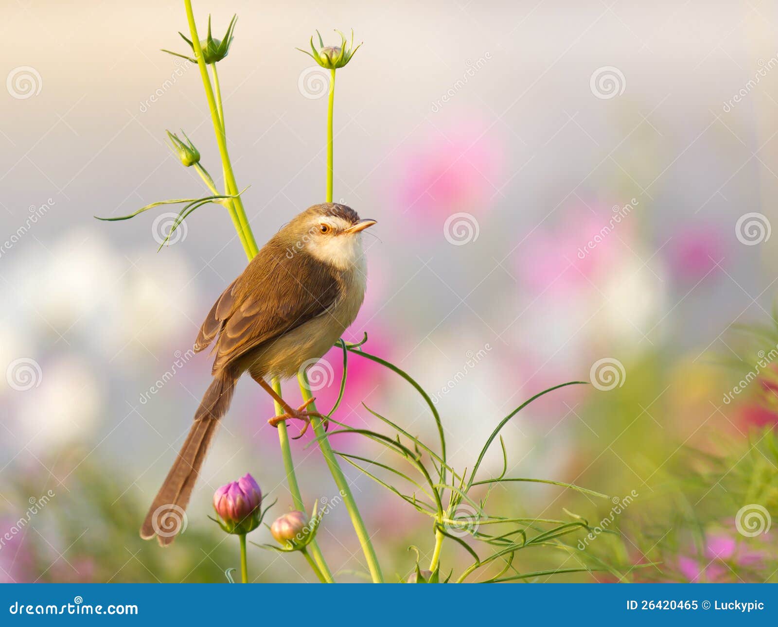 Bird on Flower in the Garden Stock Image - Image of life, floral: 26420465