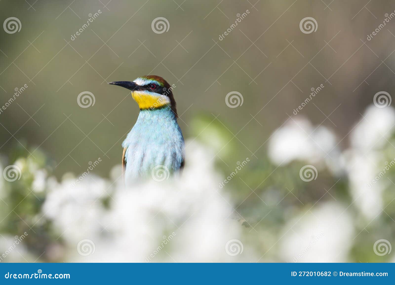 Bird among a Flowering Tree Stock Photo - Image of feathers, twig ...