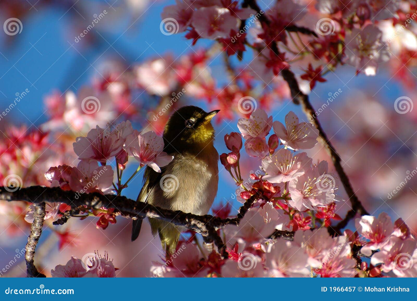 Bird between flowers stock image. Image of amazing, blossom - 1966457