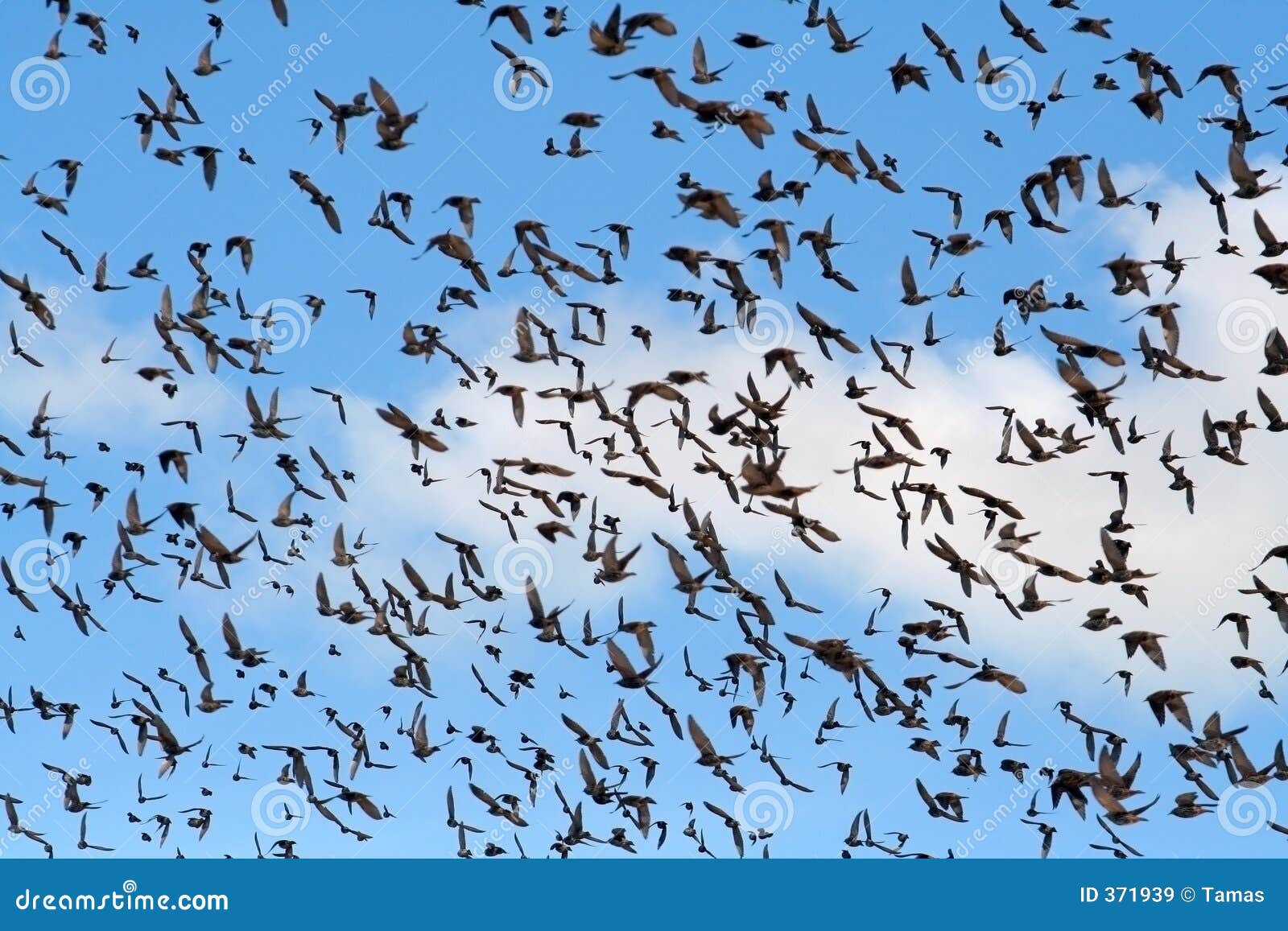Bird flu stock image. Image of flying, travelling, blue - 371939