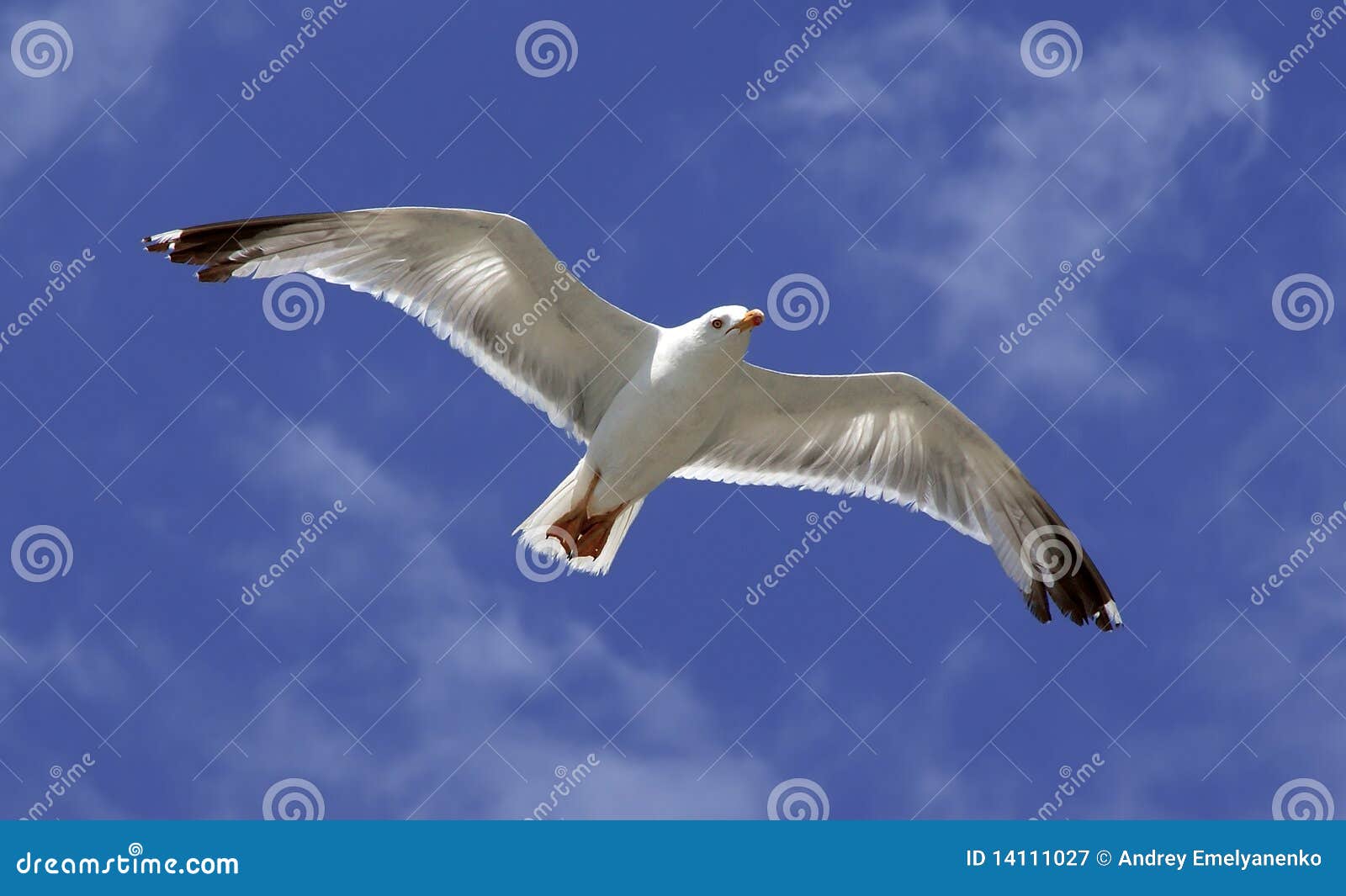 Bird fly on blue sky. stock image. Image of view, high - 14111027