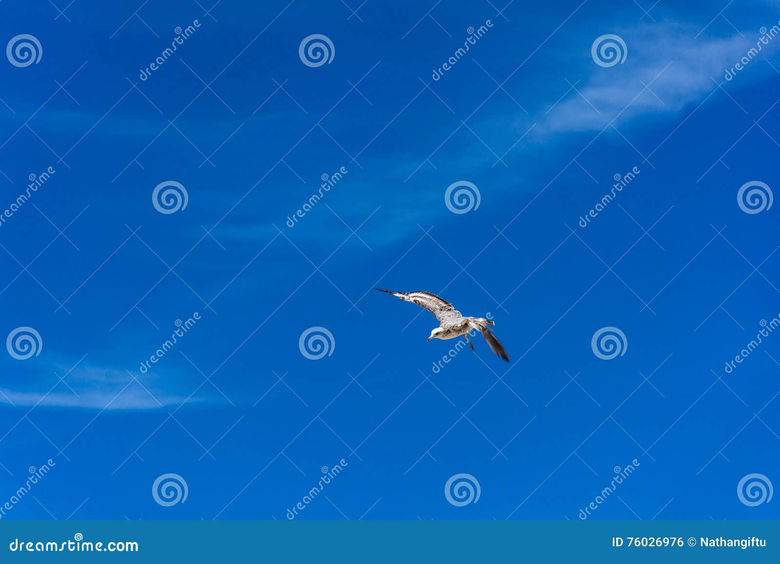 Bird Fly in the Blue Sky stock photo. Image of shore - 76026976