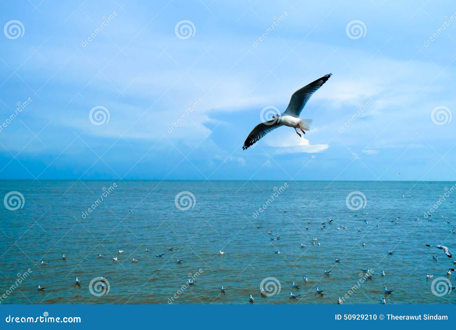 Bird fly on the sea stock photo. Image of black, flying - 50929210