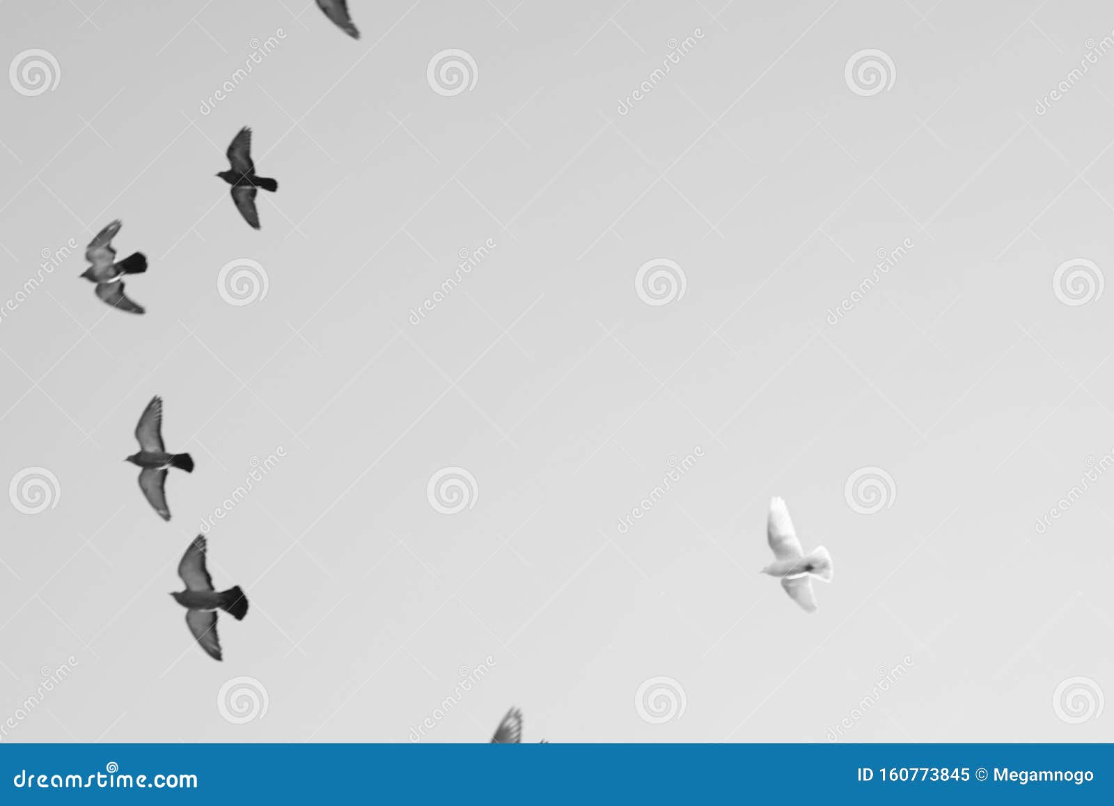 Bird Fly in the Sky. Bw Photo. Copy Space. Stock Image - Image of ...