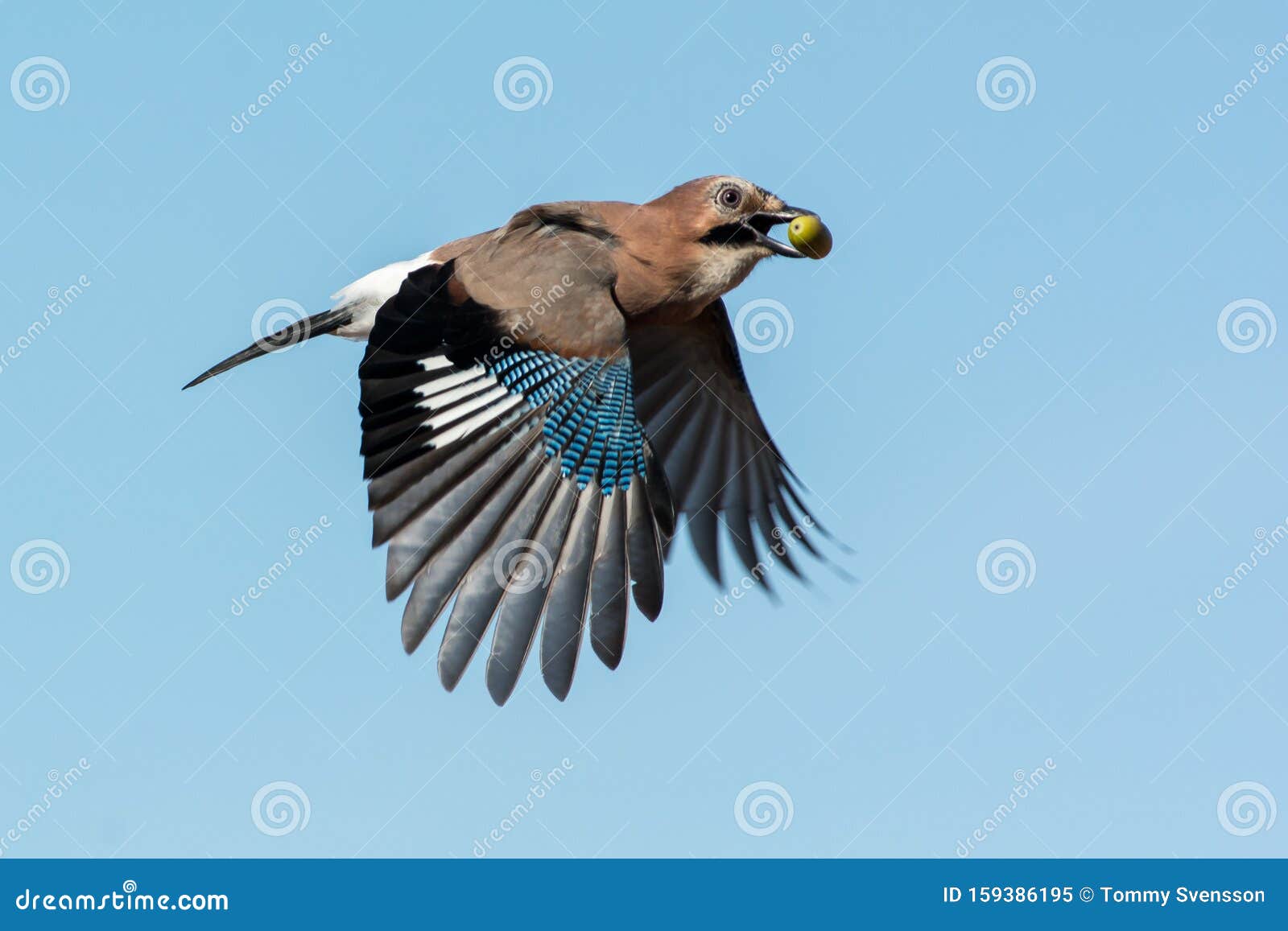 Eurasian Jay in the Sky, Sweden Stock Image - Image of close, creek ...