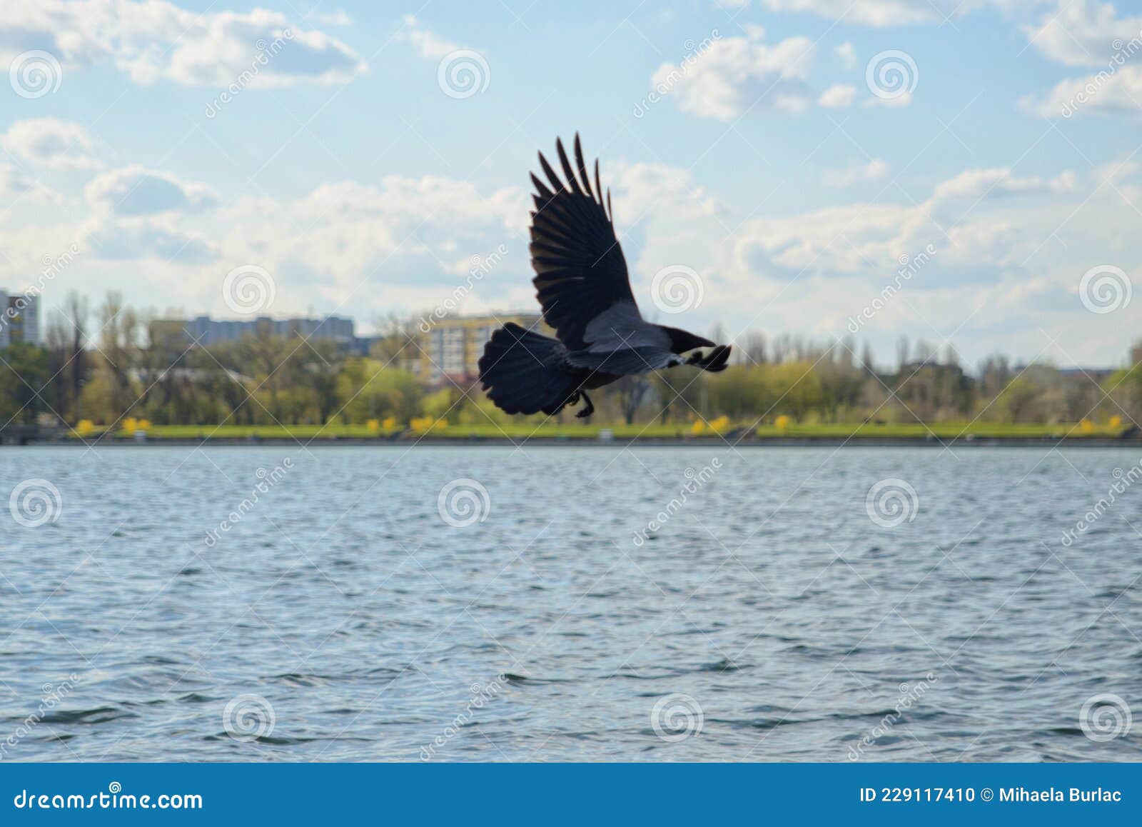 The bird fly on the water stock photo. Image of vehicle - 229117410