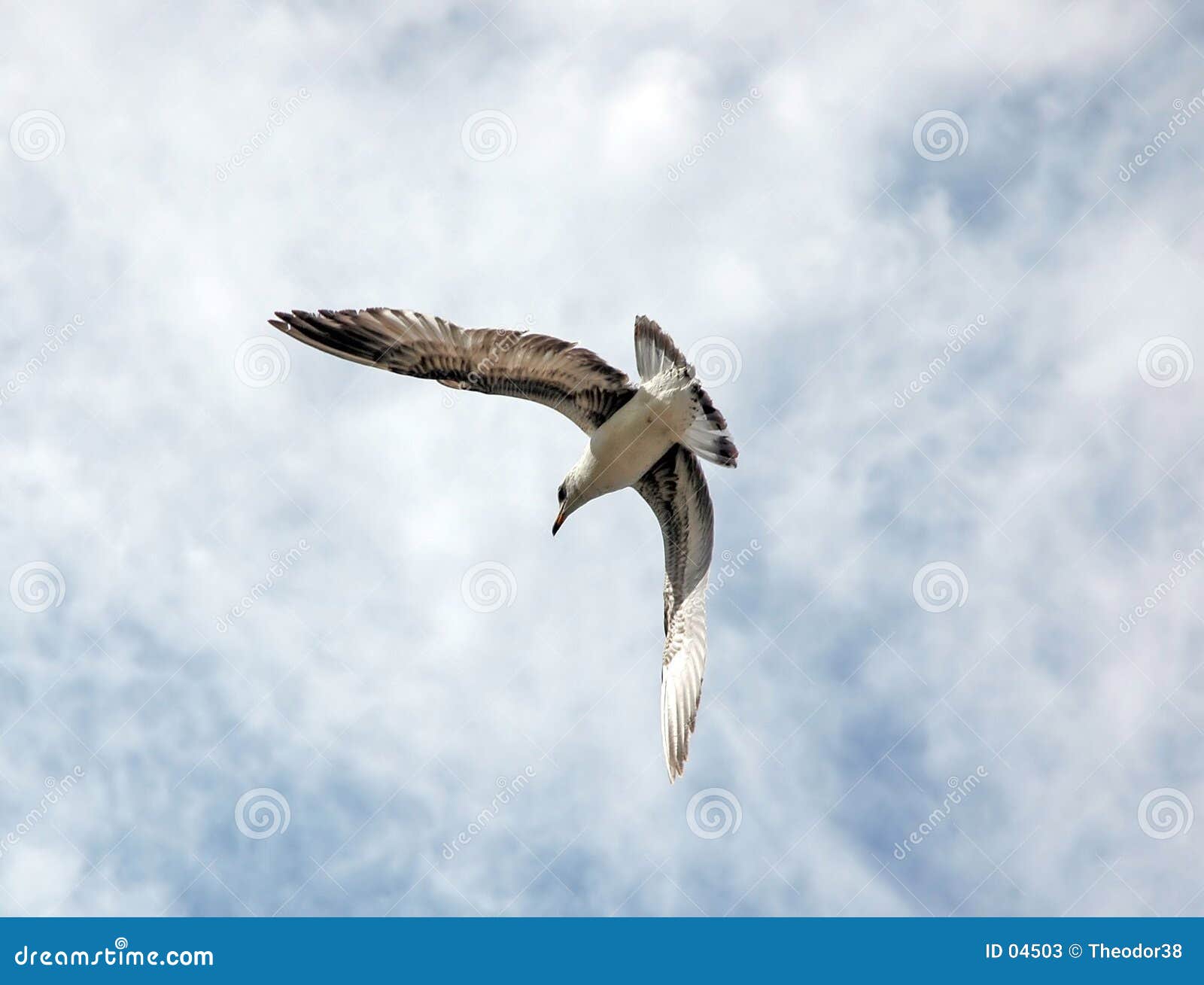 A Bird Flying stock image. Image of accomplishment, flying - 4503
