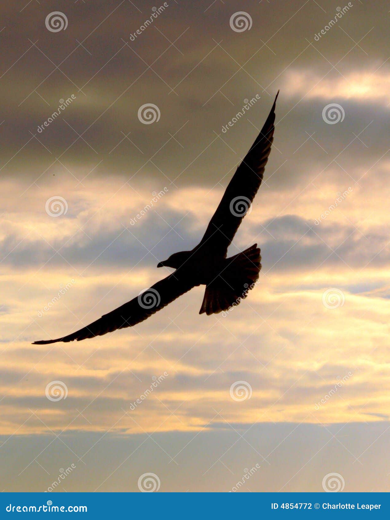 Bird Flying stock photo. Image of peace, gull, clouds - 4854772