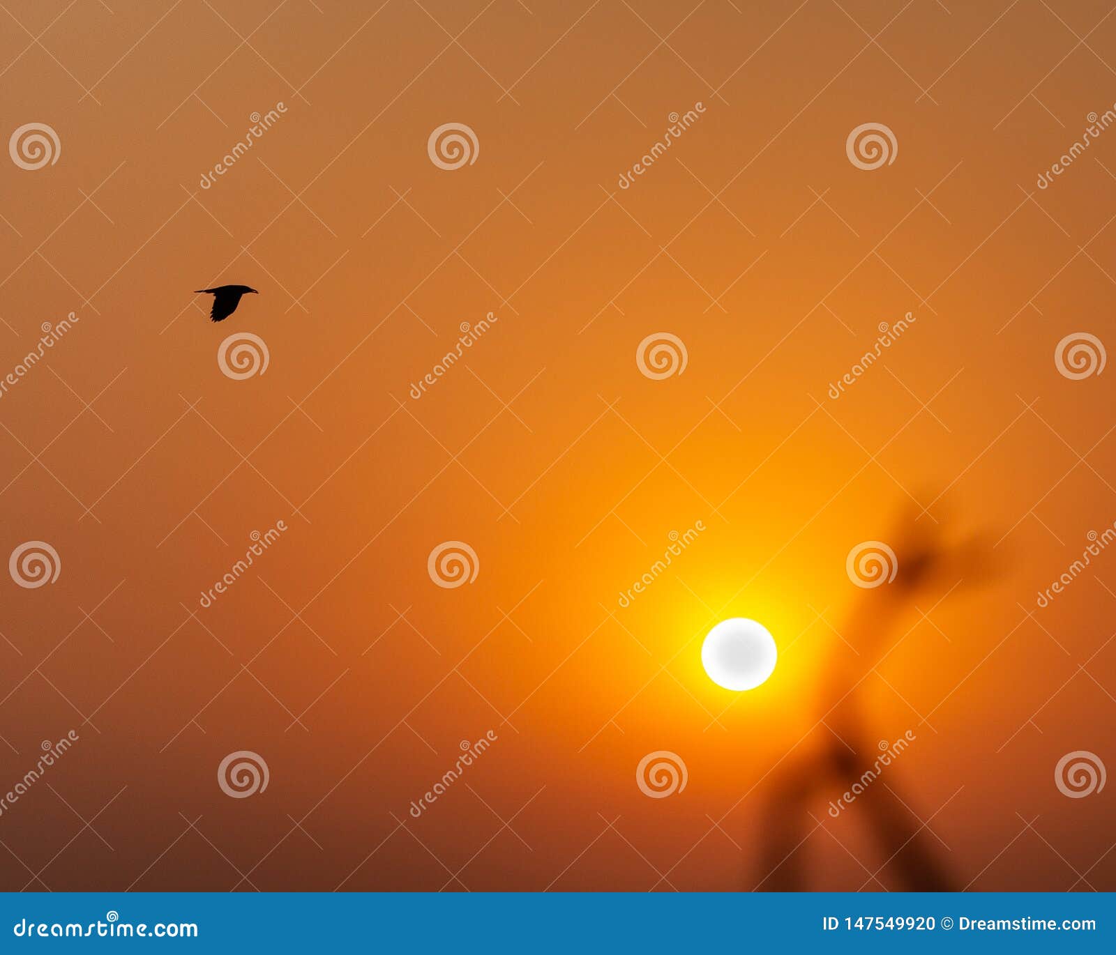 Bird Flying Across the Sky during Sunrise Stock Photo - Image of ...
