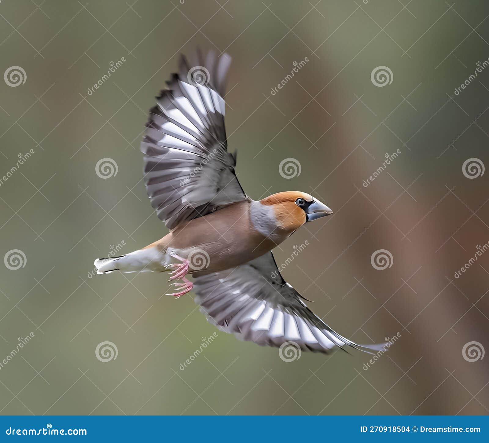 Bird is flying alone stock photo. Image of shorebird - 270918504