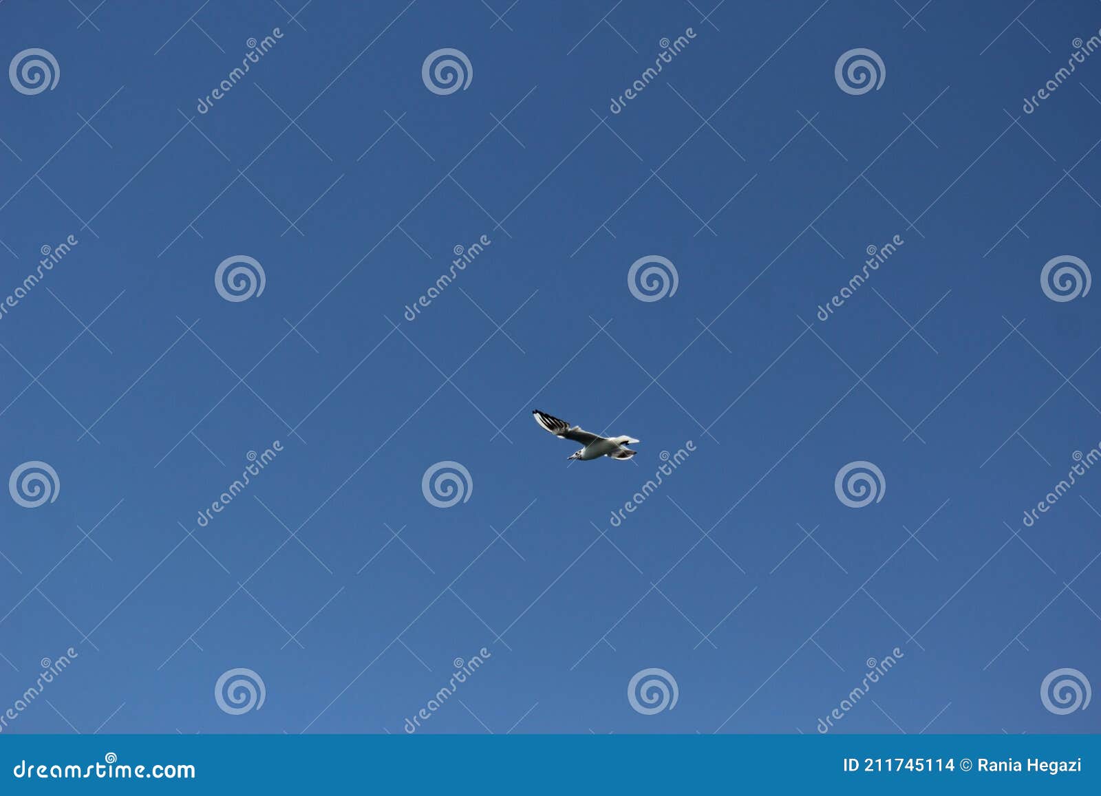 A Bird Flying Alone in the Blue Winter Sky of Aswan Stock Photo - Image ...