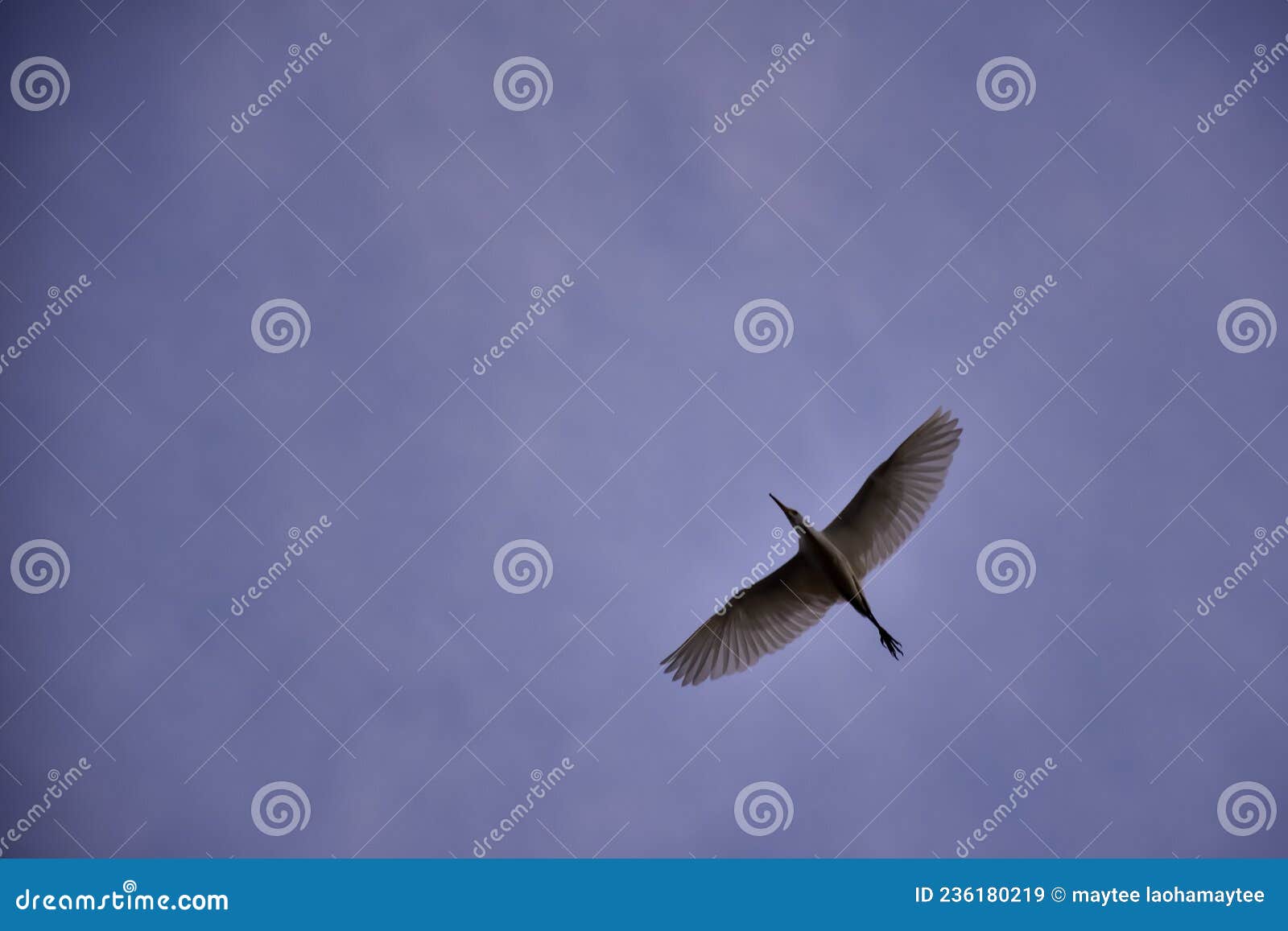 Bird is Flying Alone in the Sky. Stock Image - Image of freedom, flying ...