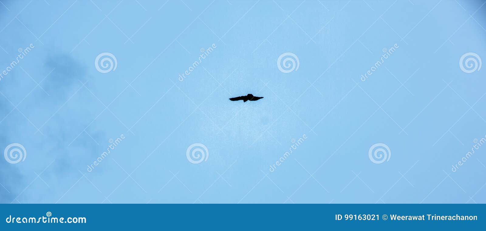 Bird flying alone in sky stock image. Image of nice, lonely - 99163021