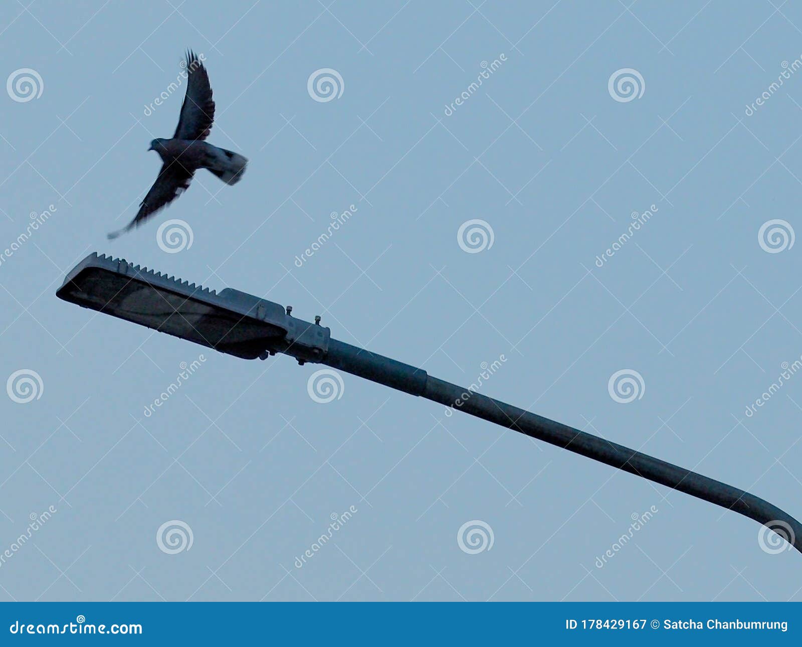 A bird flying stock image. Image of wing, wind, mast - 178429167