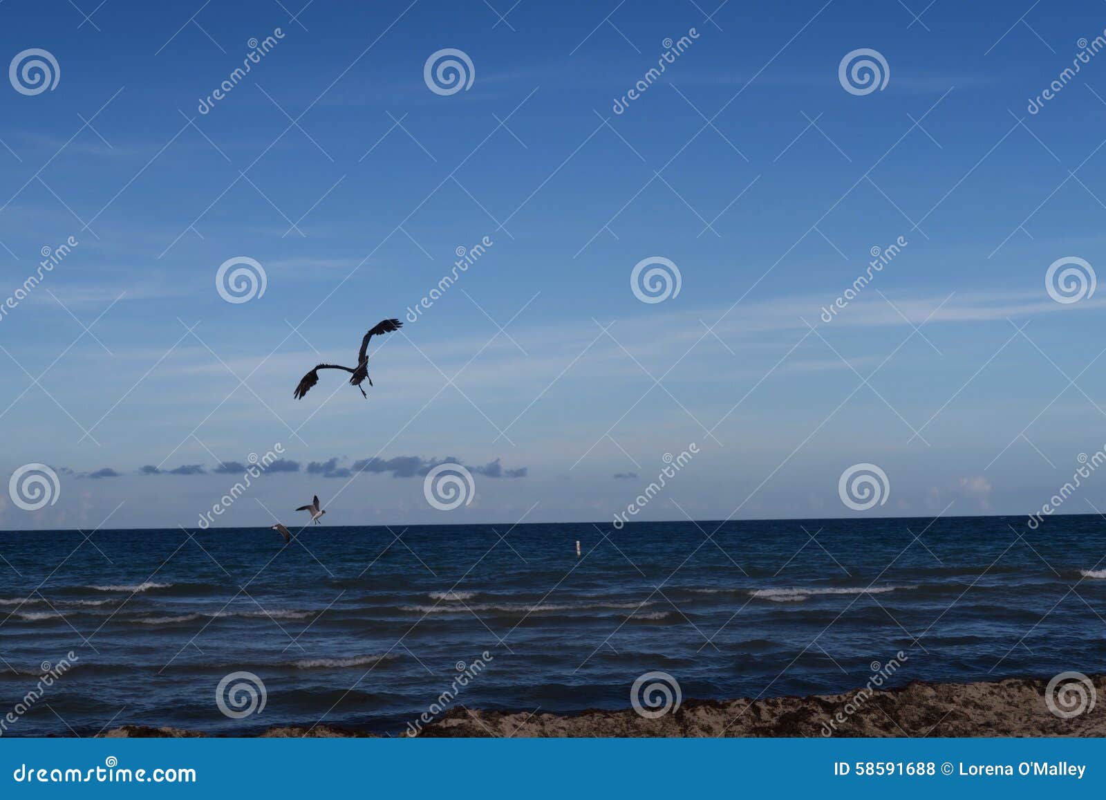 Bird stock photo. Image of bird, beautiful, blue, flying - 58591688