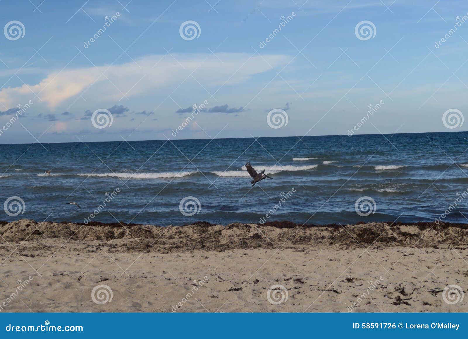Bird stock photo. Image of horizon, sand, flying, blue - 58591726