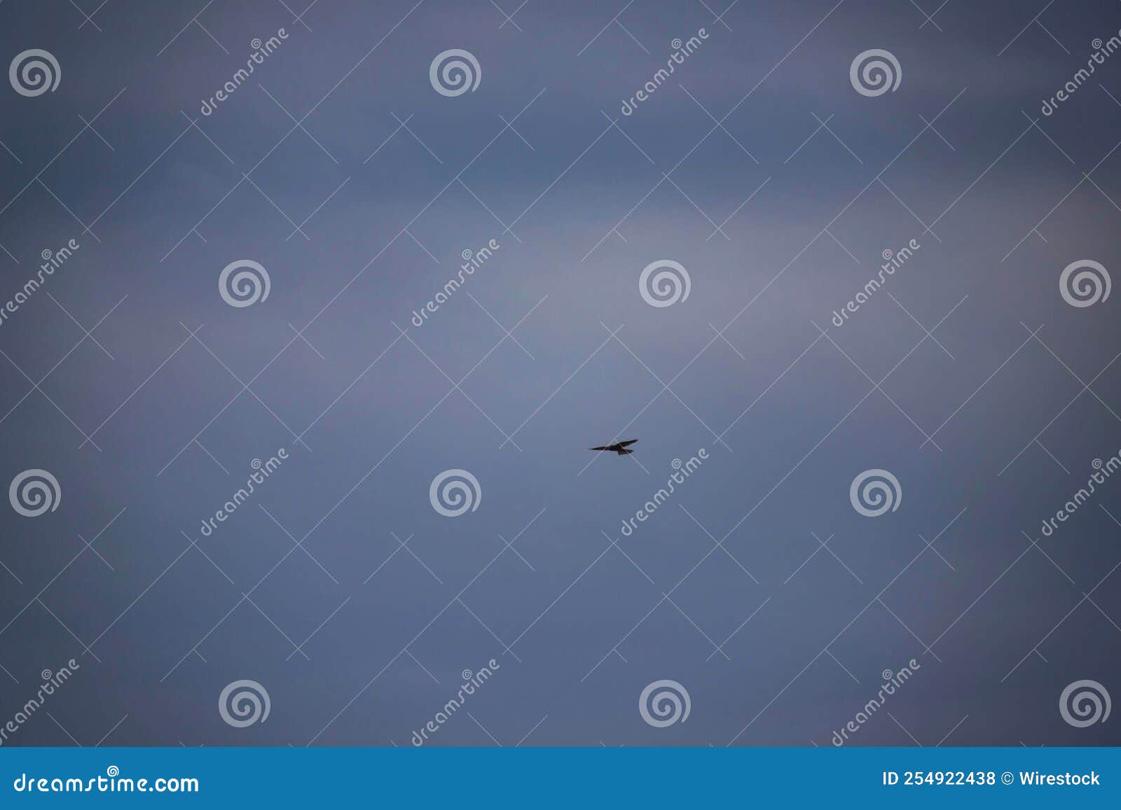 Bird Flying in the Blue Sky Alone Stock Photo - Image of travel ...