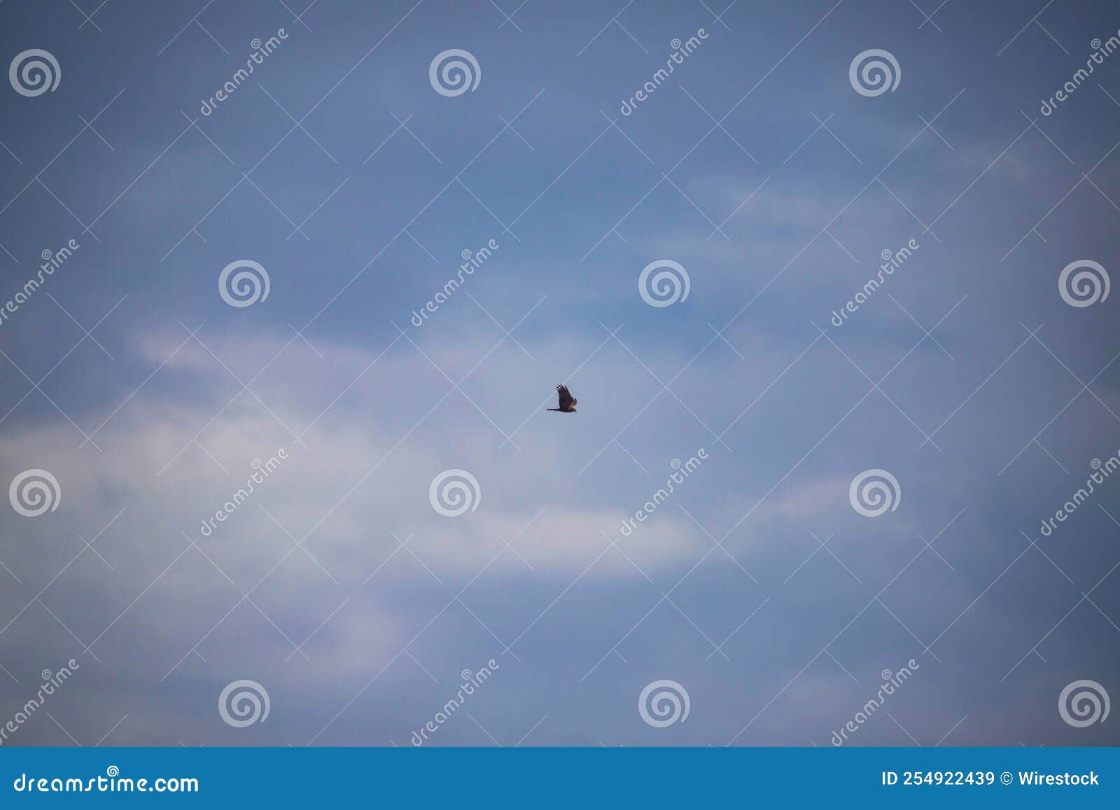 Bird Flying in the Blue Sky Alone Stock Image - Image of adventure ...