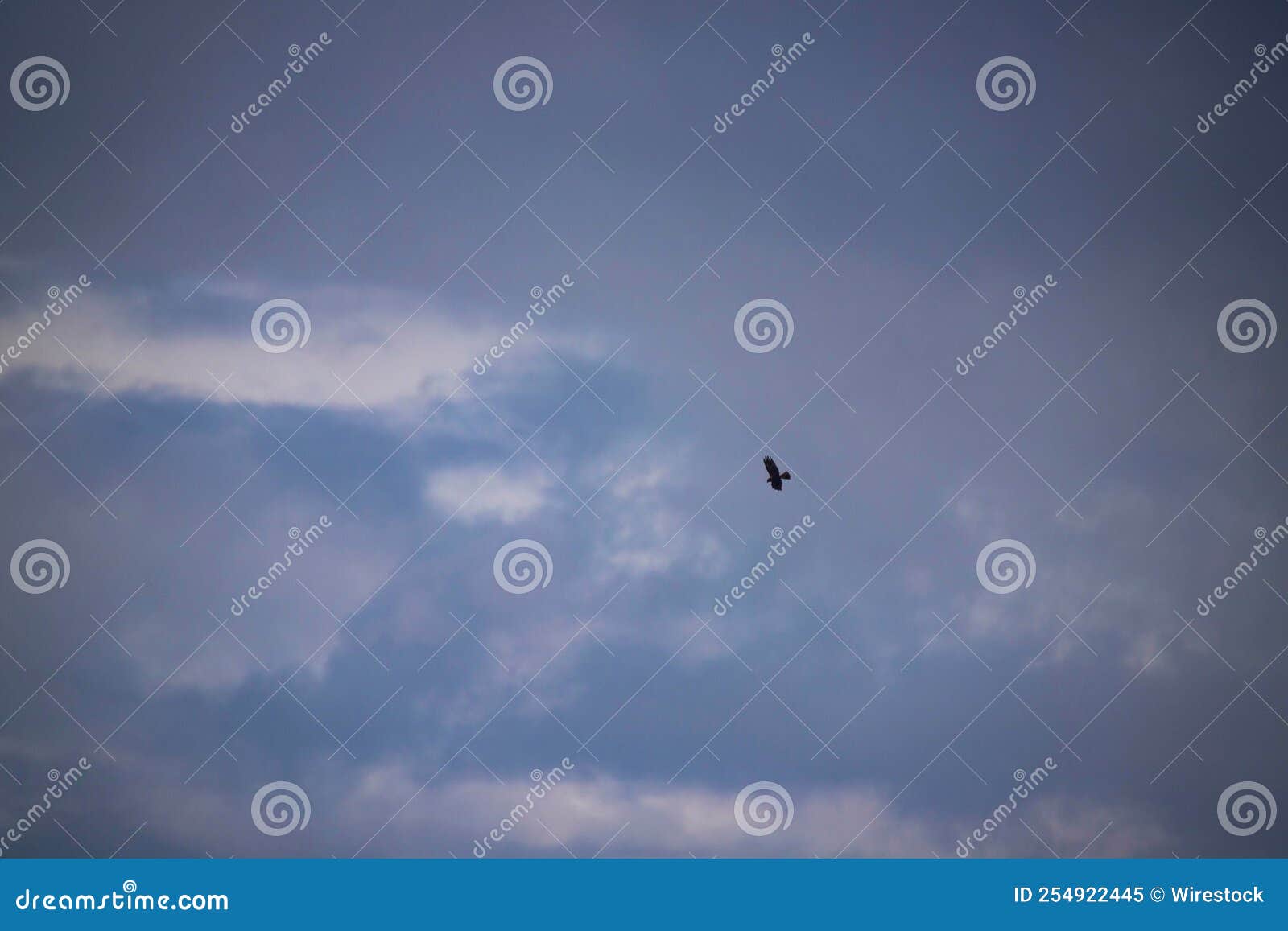 Bird Flying in the Blue Sky Alone Stock Image - Image of travel, blue ...