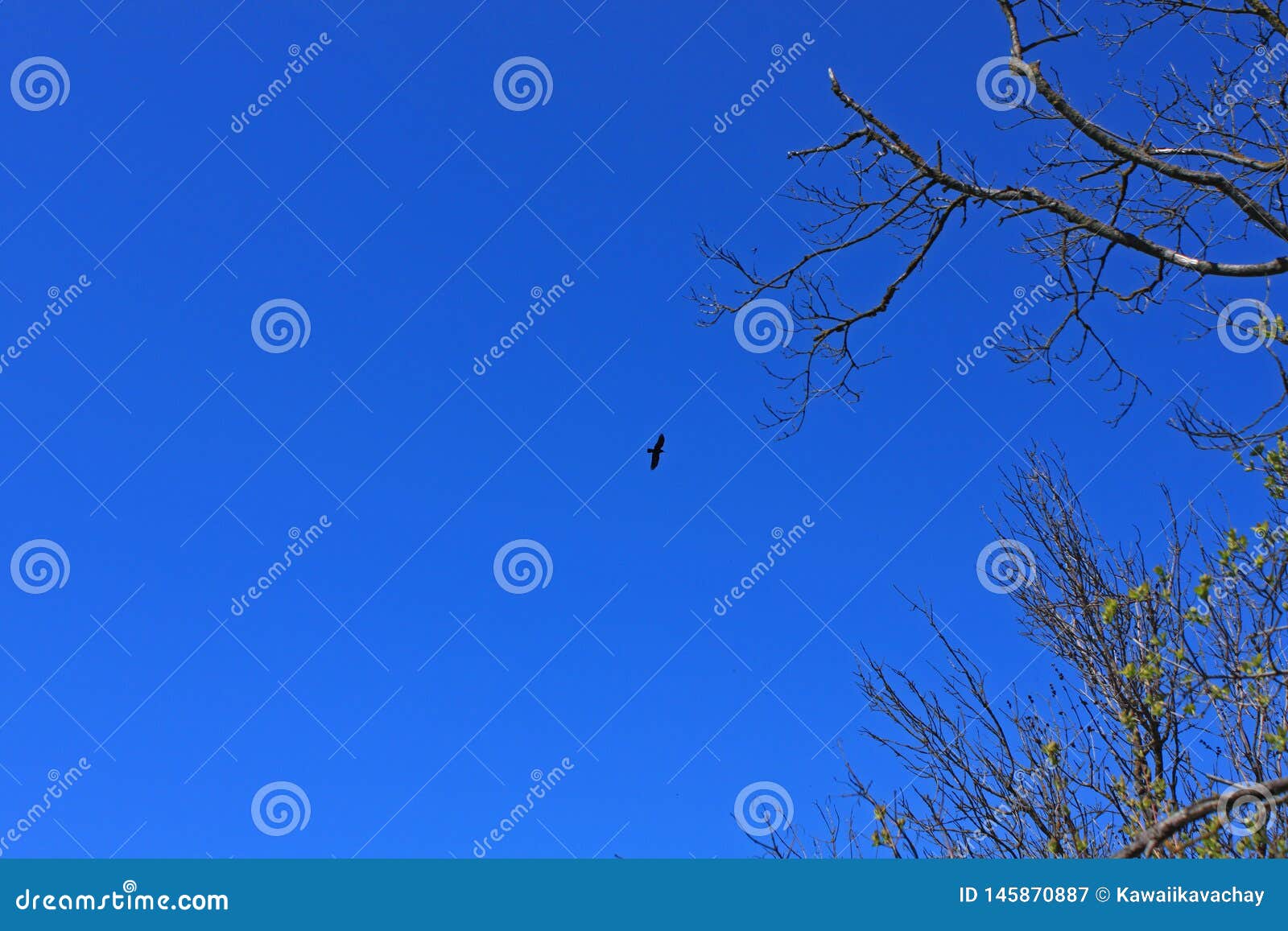 A Bird Flying in the Blue Sky Stock Image - Image of gull, animal ...
