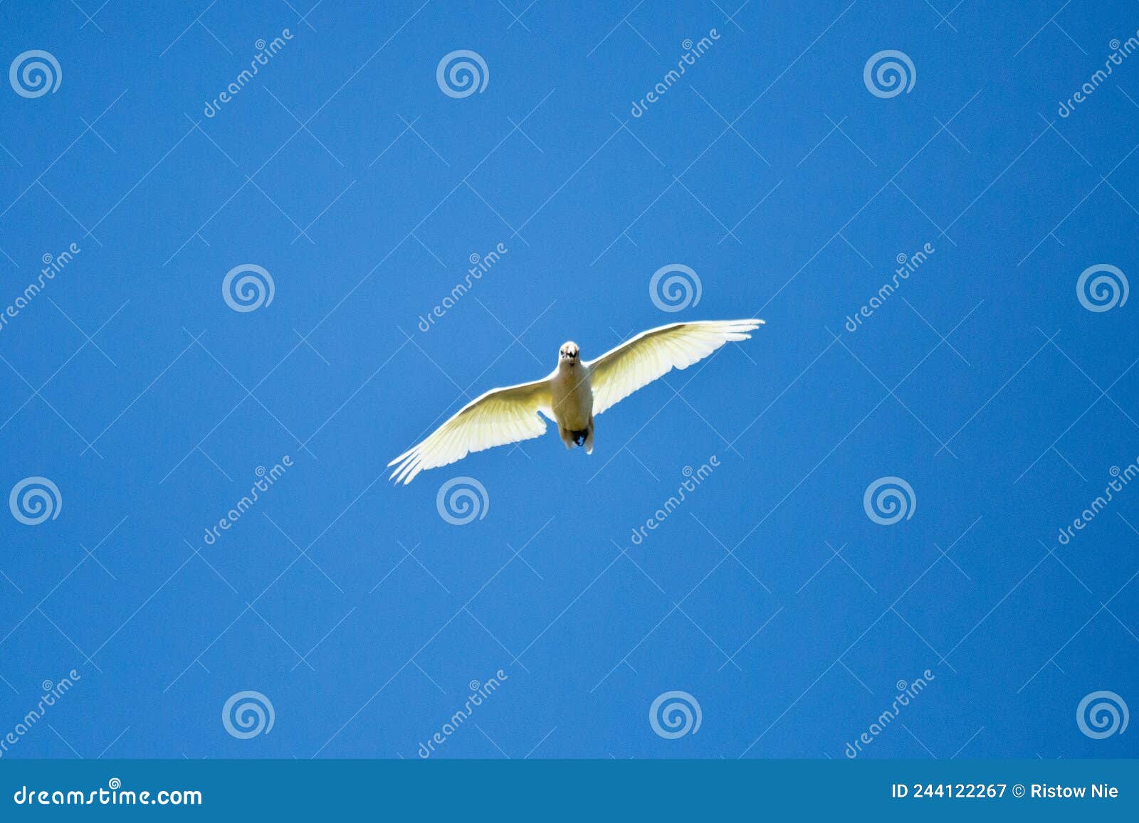 A Bird Flying in a Clear Blue Sky Stock Image - Image of beak ...
