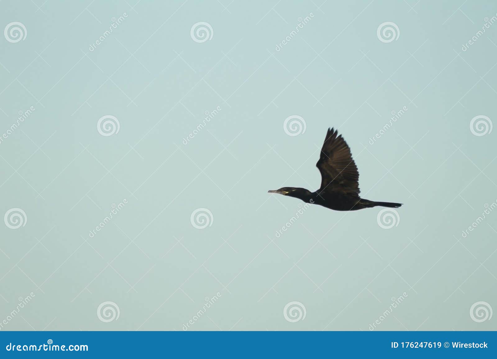 Bird Flying in a Clear Sky with No Clouds Stock Image - Image of ...