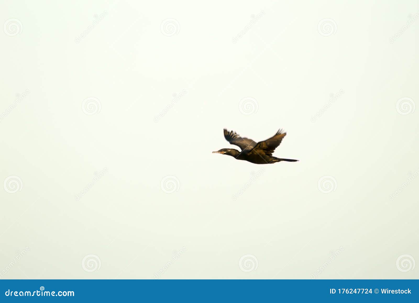 Bird Flying in a Clear Sky with No Clouds Stock Photo - Image of beach ...
