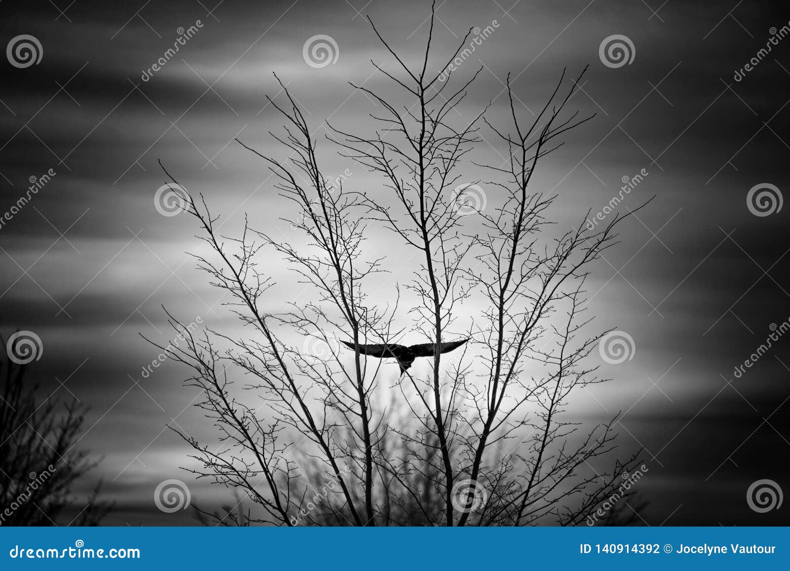 Crow Flying Past a Bare Tree on a Cold Fall Day Stock Photo - Image of ...